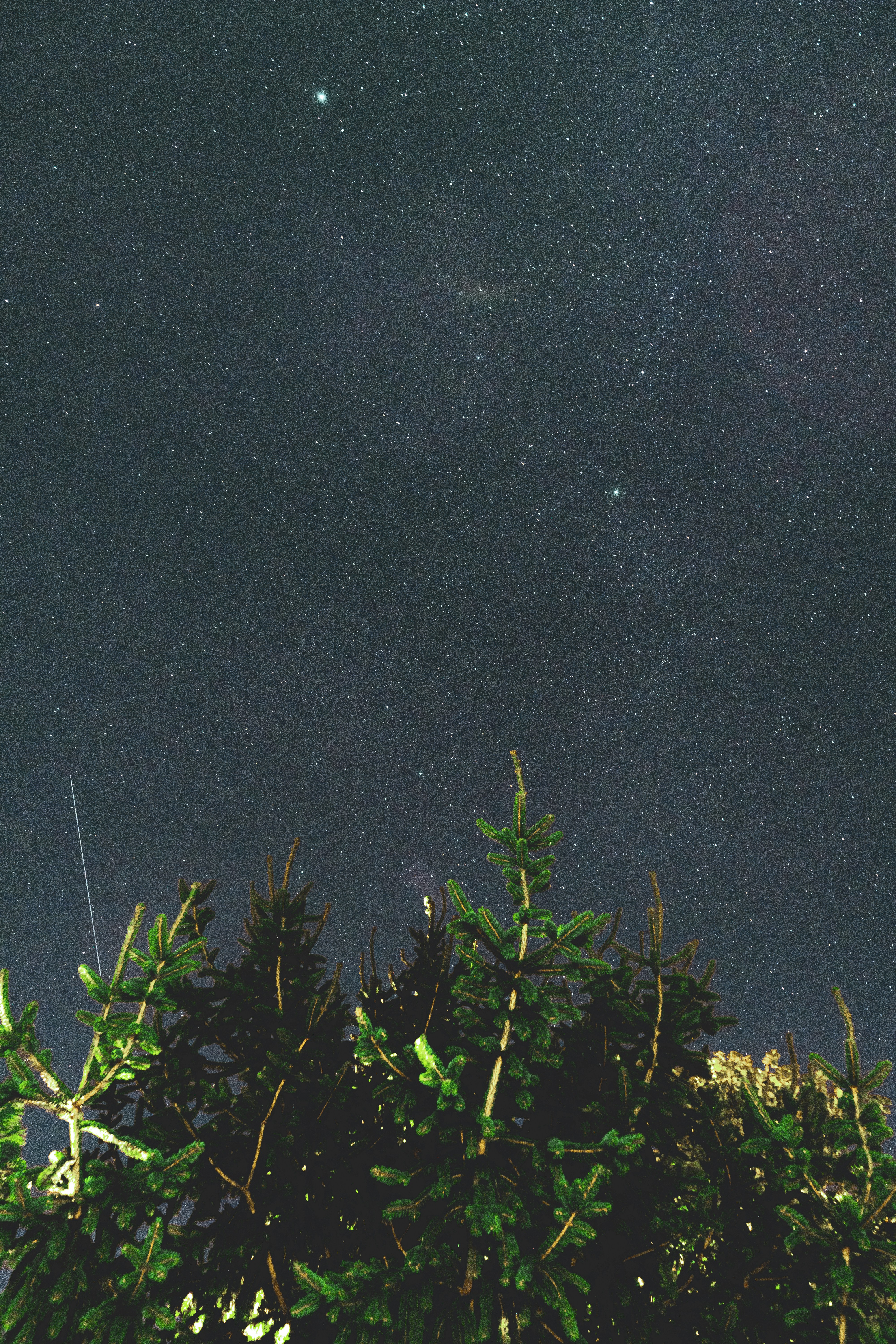 Pine Silhouette Beneath a Dusted Constellation QuiltMayer Tawfik