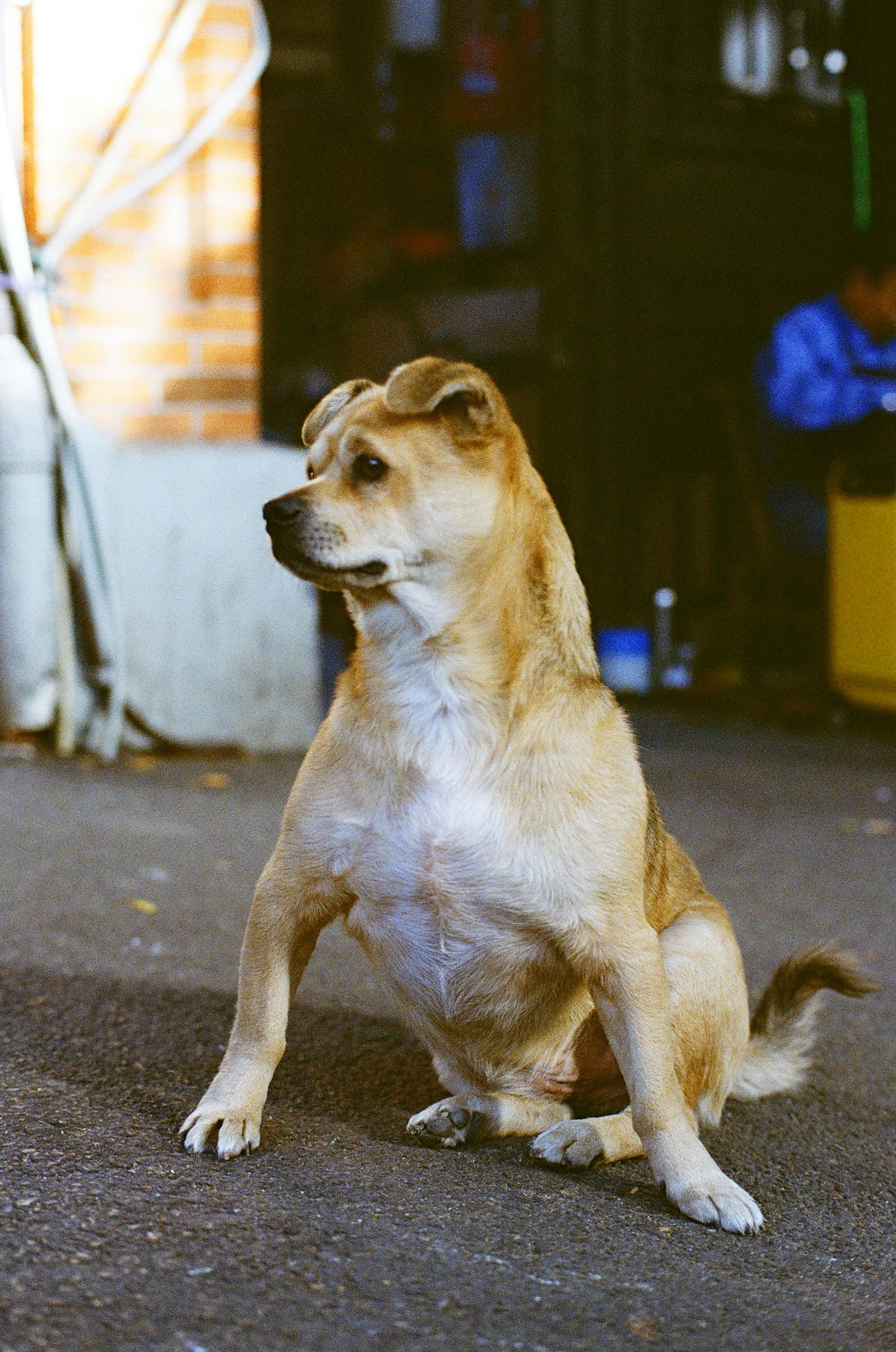 A light brown dog sits attentively, gazing to the side in an urban setting, with blurred figures and structures in the background. The scene captures a tranquil moment amidst the hustle of city life.