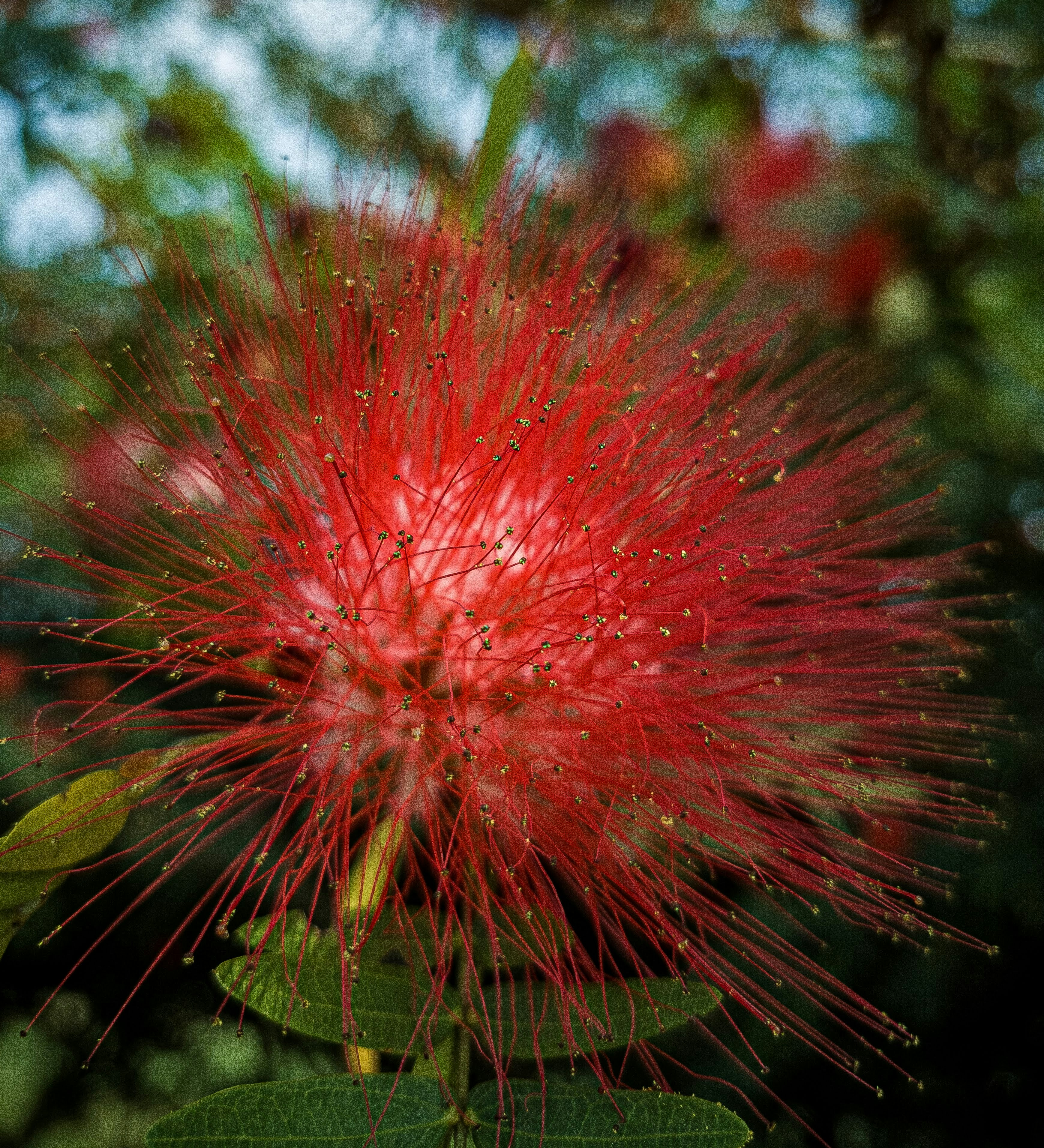 red and green plant in close up photography