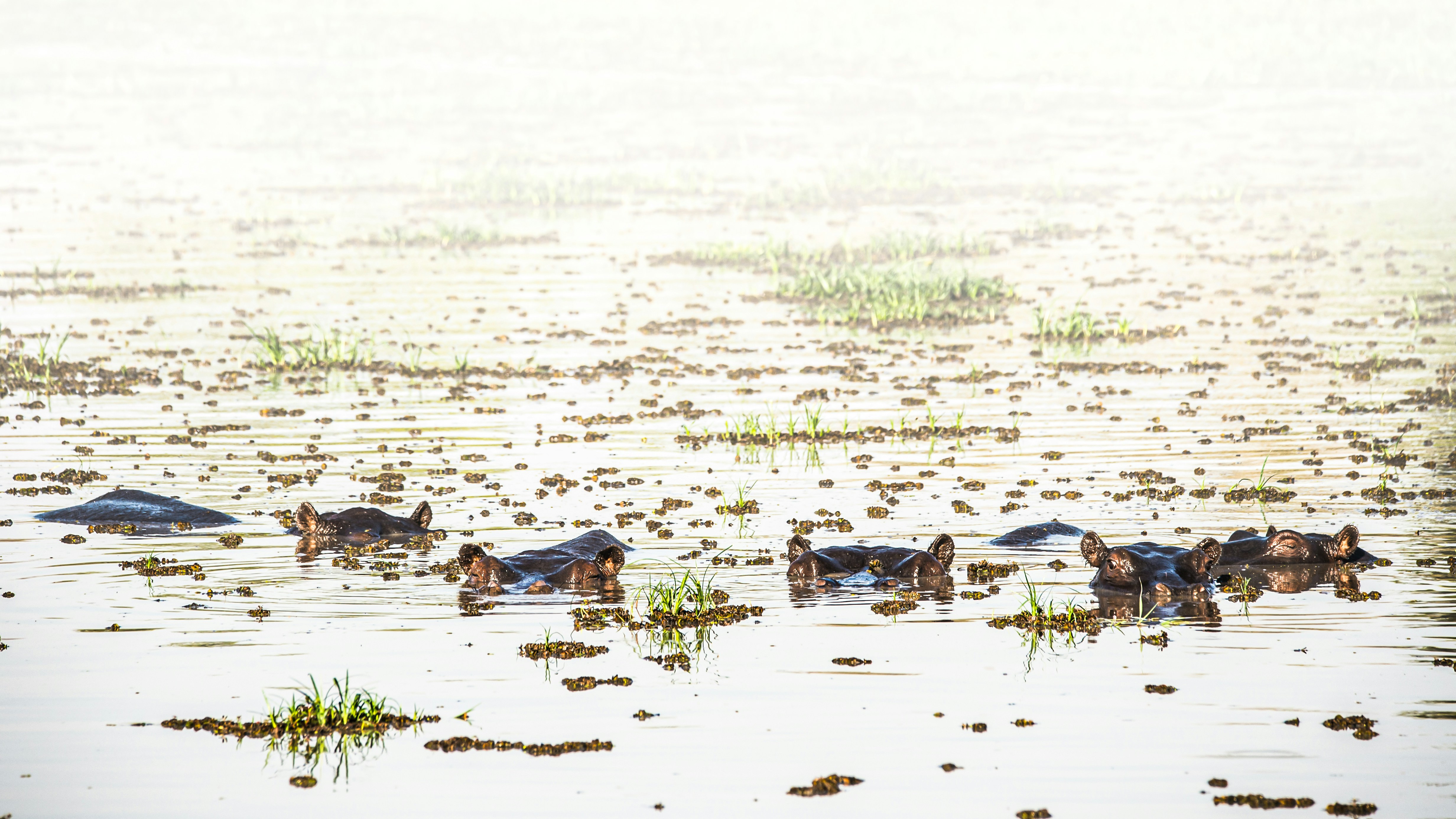 A group of playful otters swimming in a misty wetland, surrounded by patches of green vegetation and reflective water. 