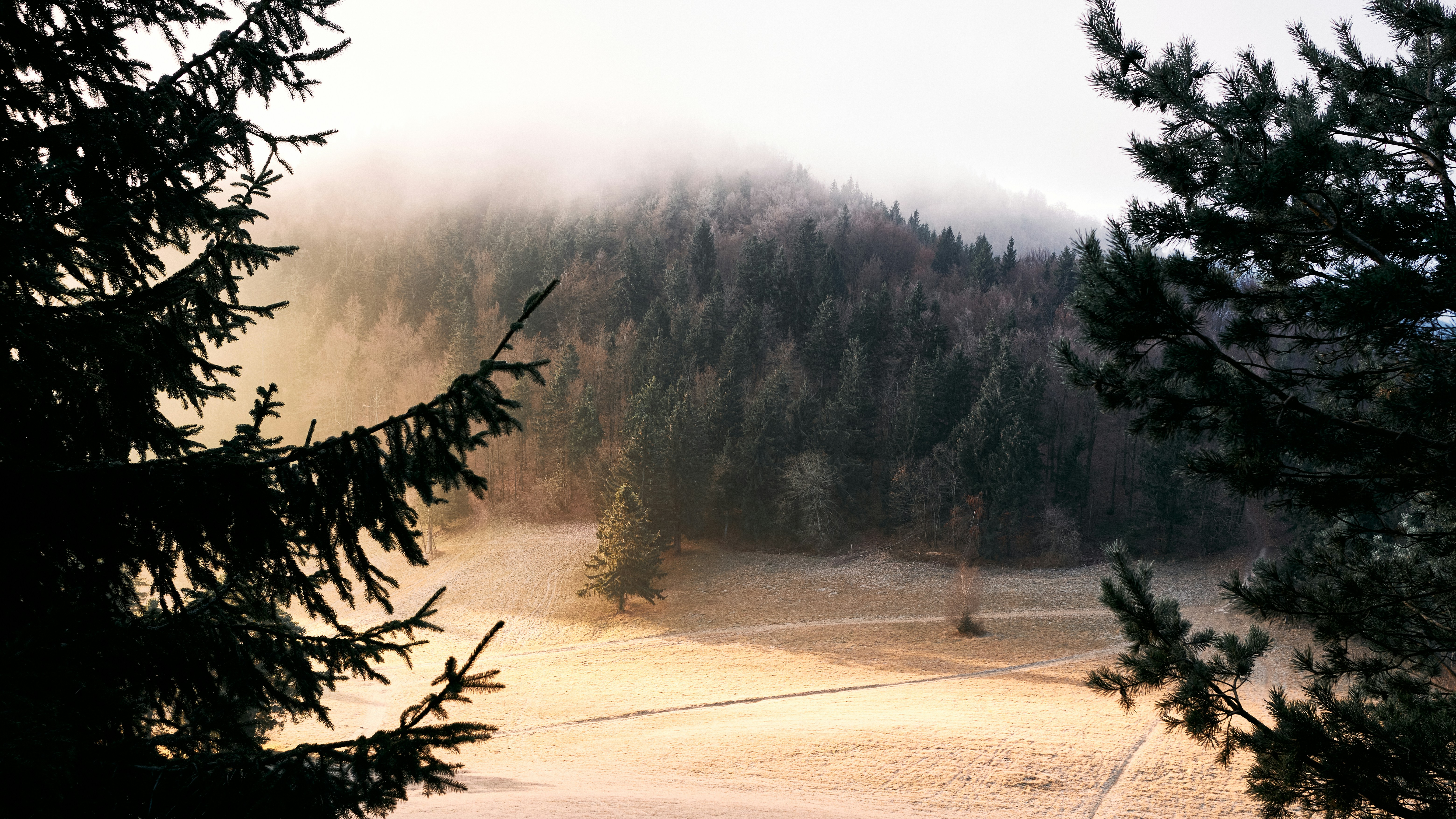 green trees on brown field during daytime