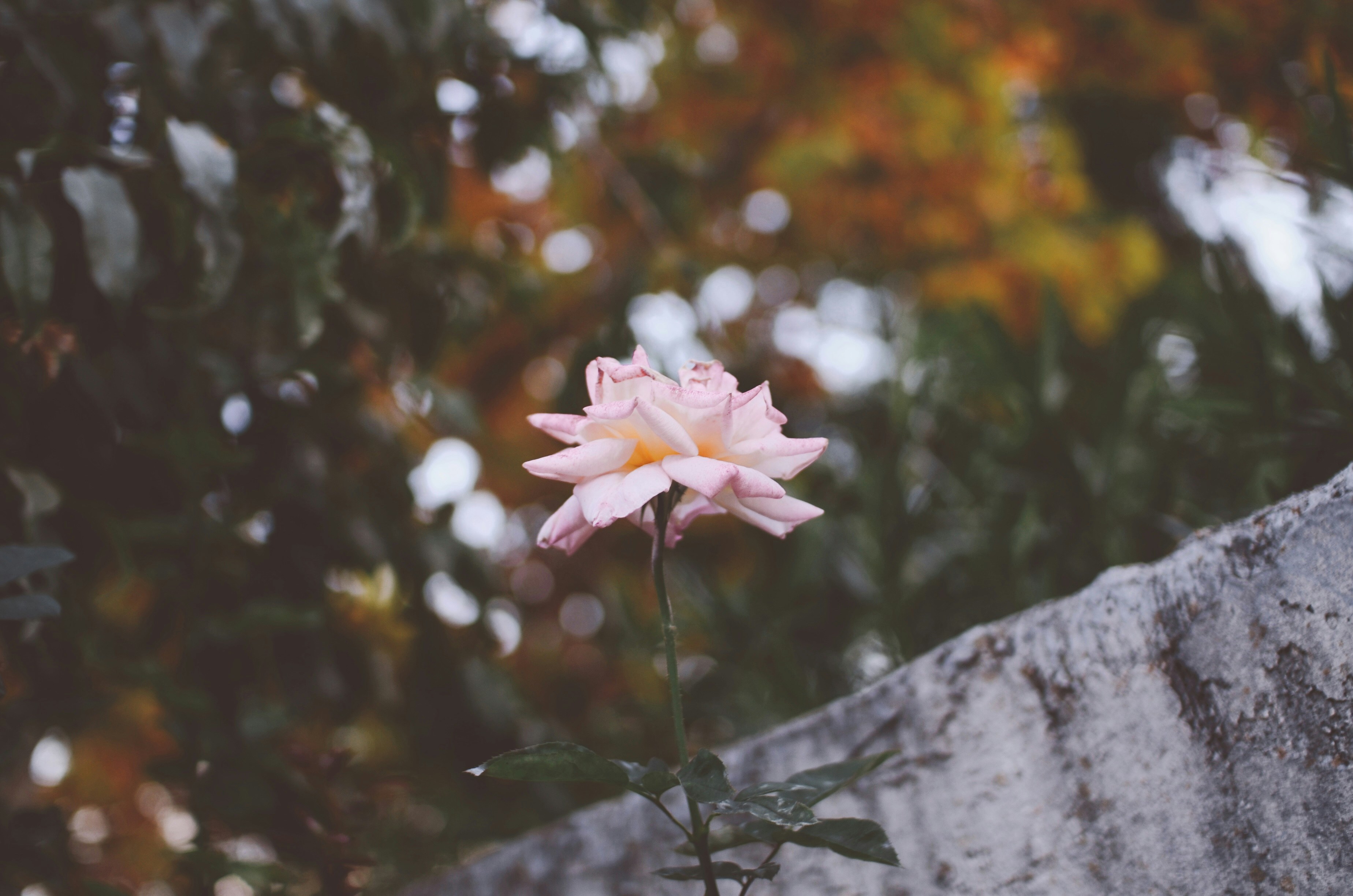 Pink flower on gray tree trunk photo – Free Plant Image on Unsplash