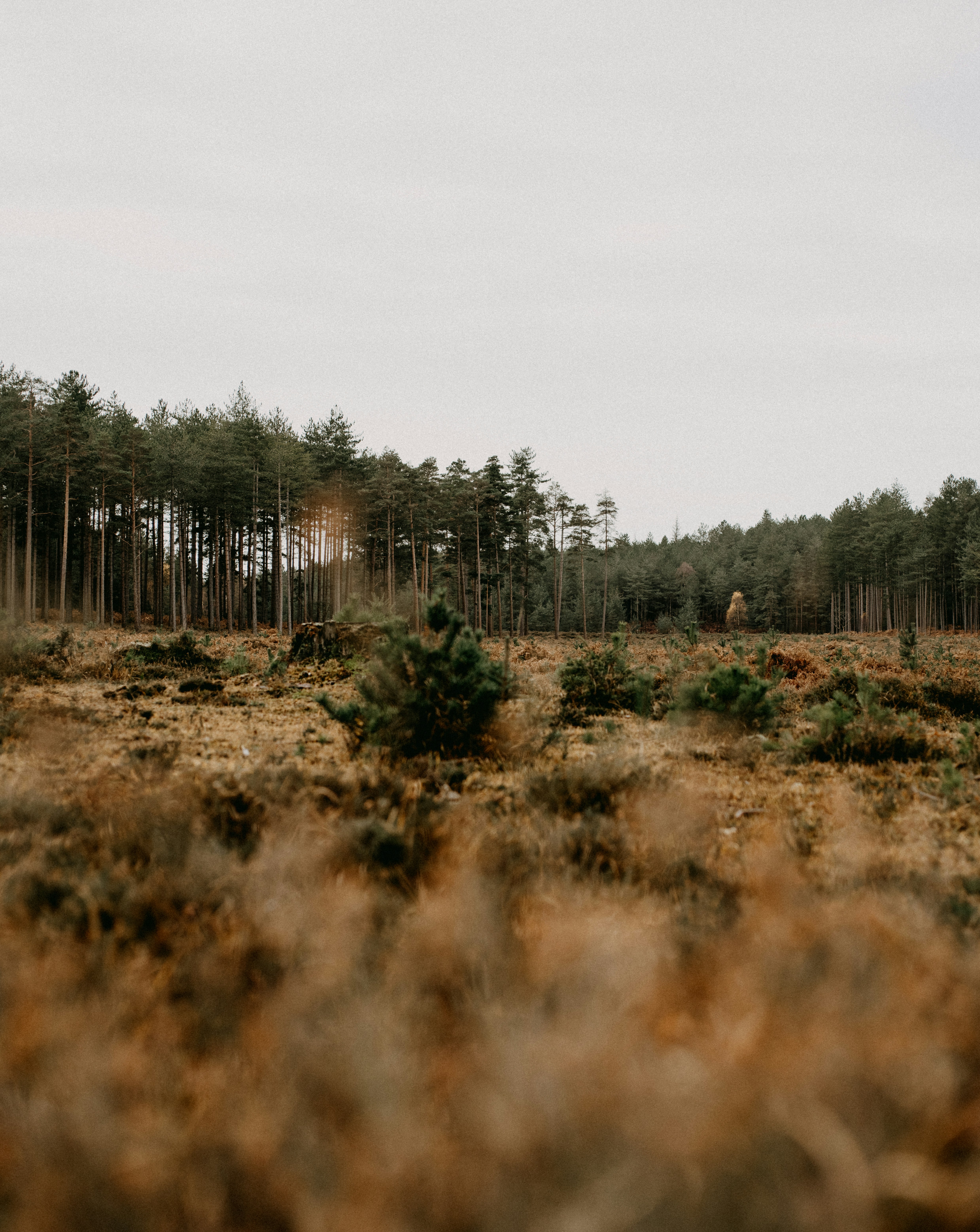 Edge of the Moor: Pines Form a Quiet Horizon