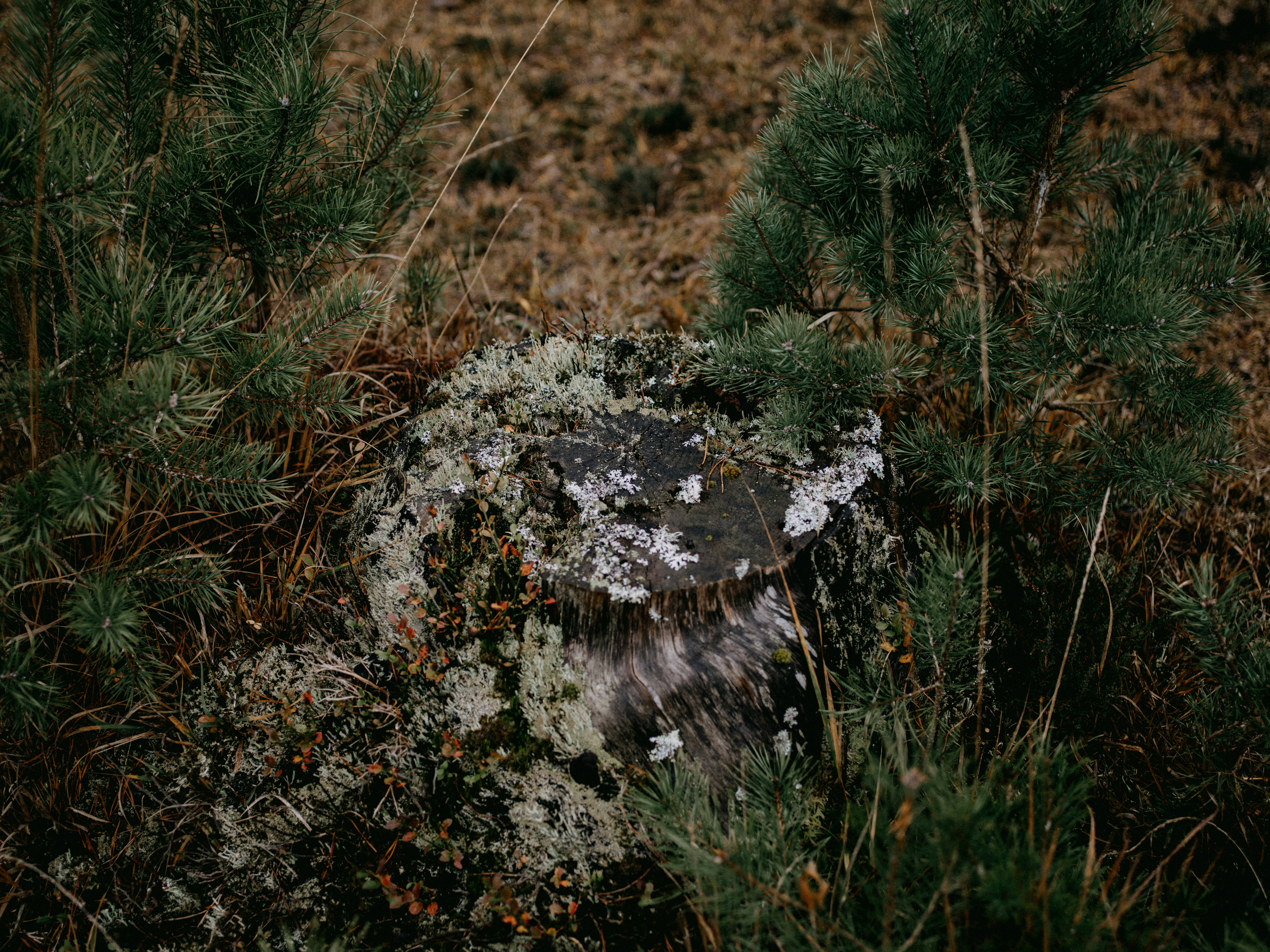 Photo by Annie Spratt with Ricoh PENTAX 645Z