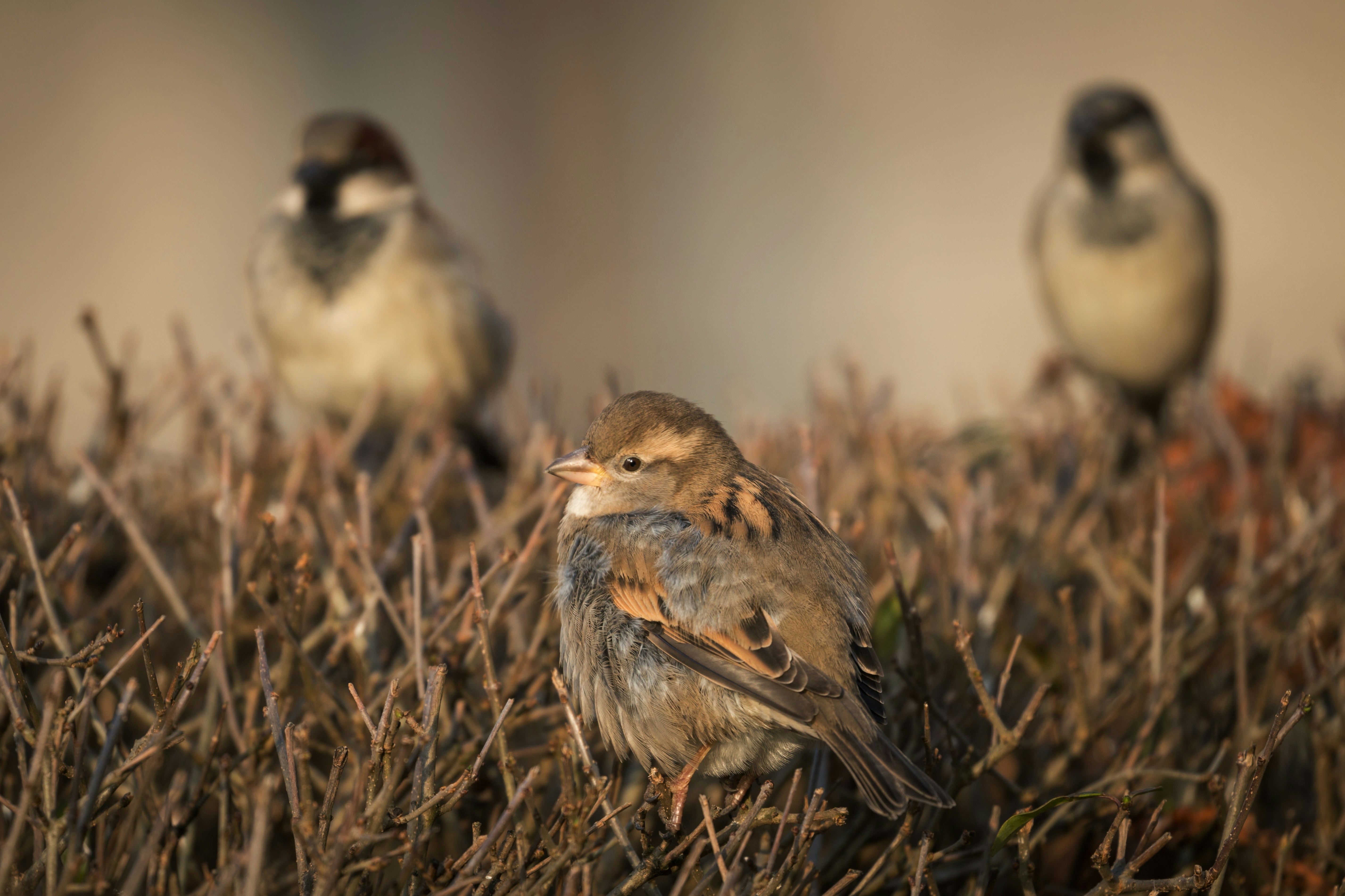 Between Bushes: A Trio of Wary Sparrows in Autumn Light