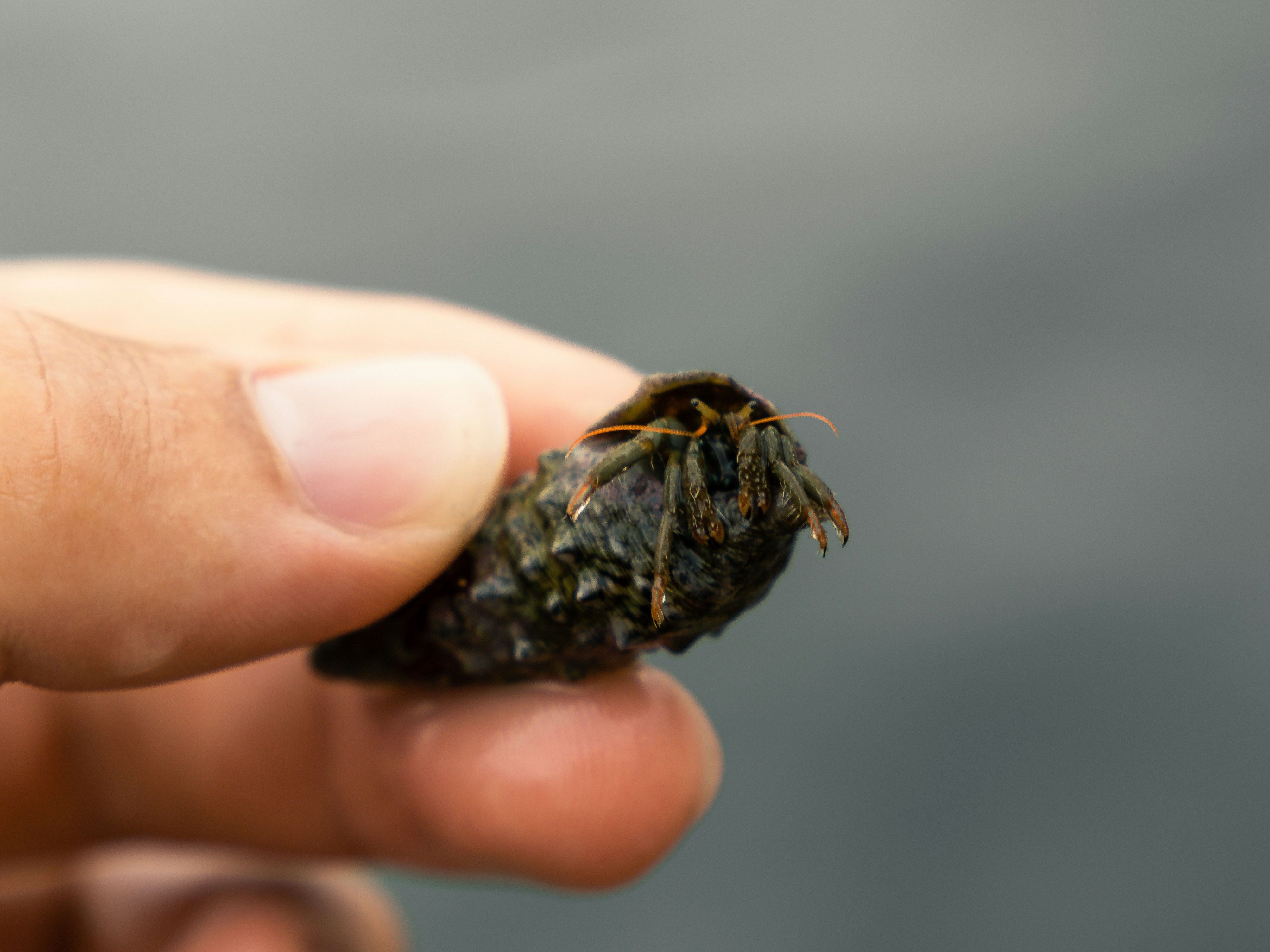A closeup shot of a Croatian hermit crab being held by a male hand.