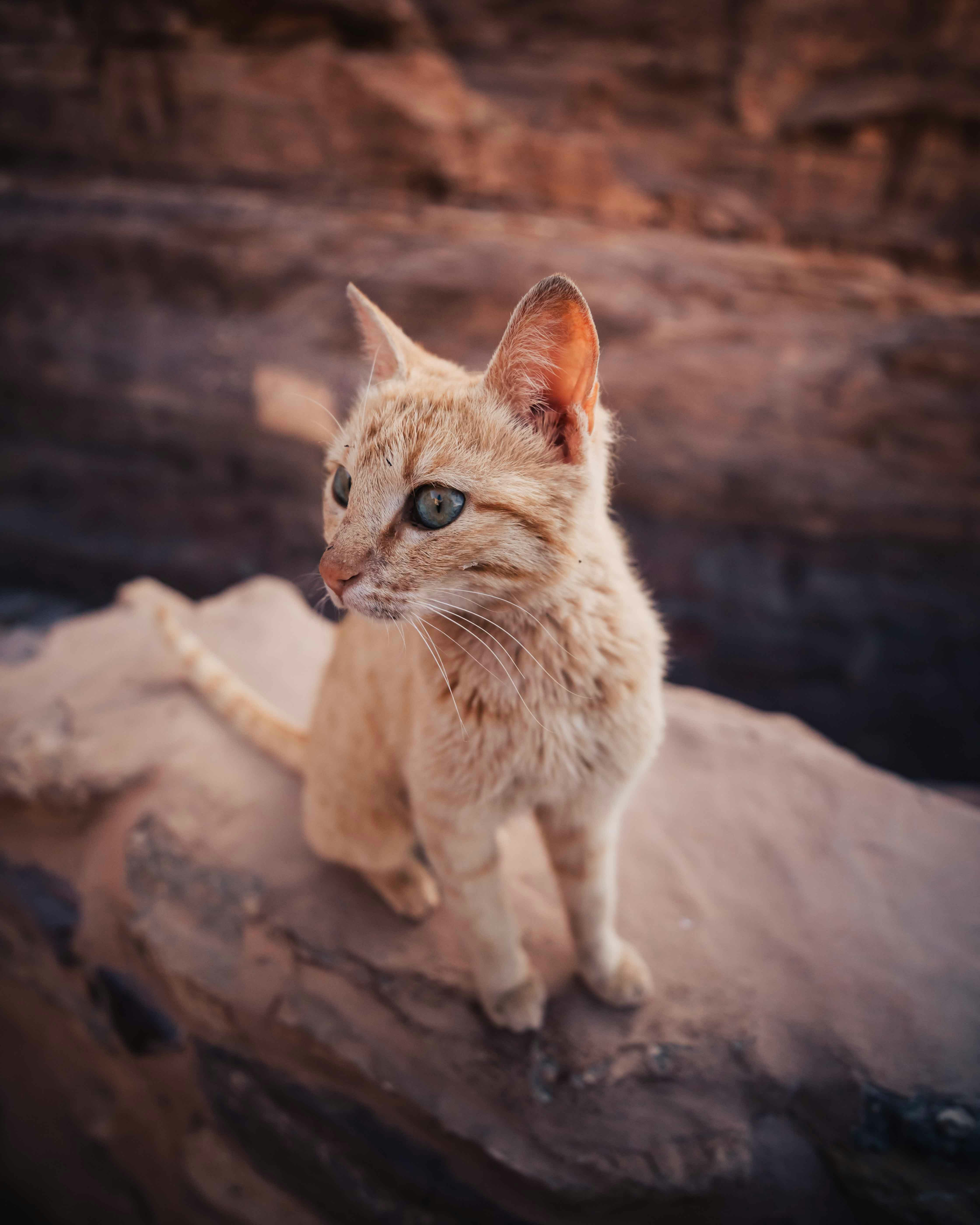 Pets | 100+ best free photos on Unsplash