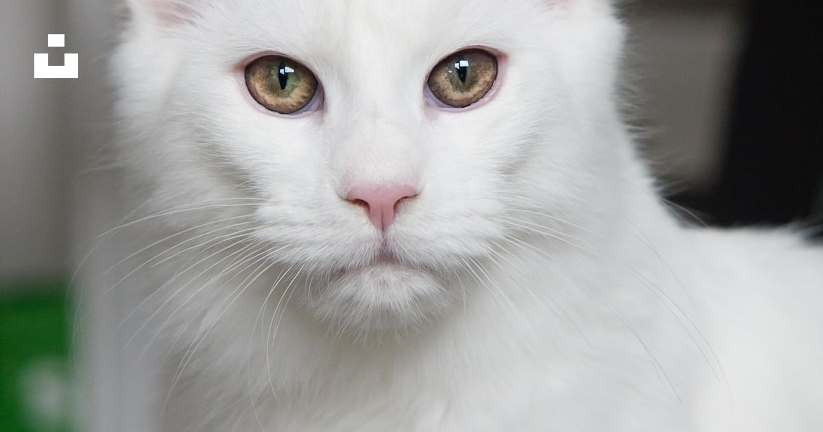 클로즈업 사진의 흰 고양이 사진 Unsplash의 무료 고양이 이미지