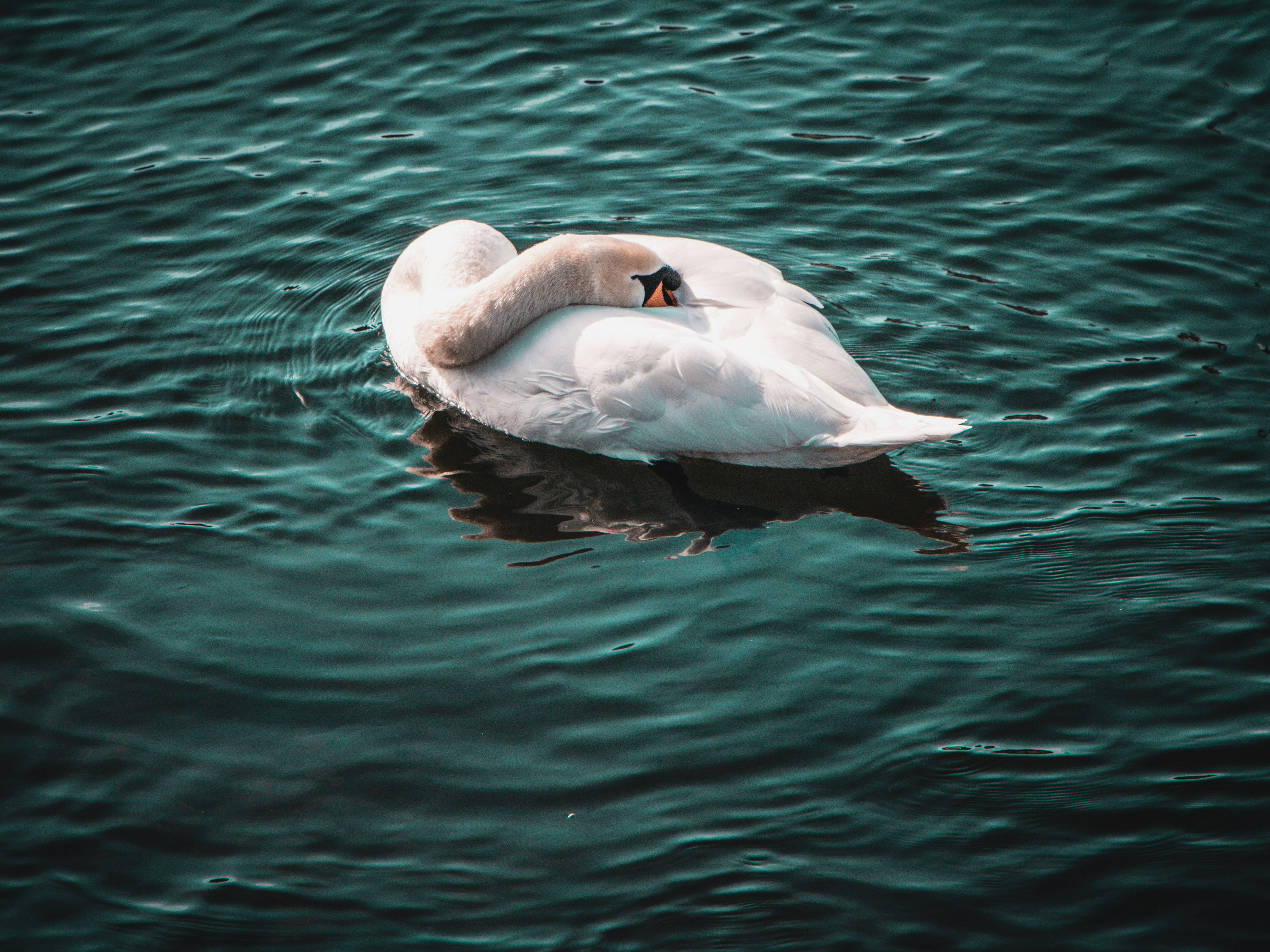 Curling Swan on Teal Ripples: a Moment of Quiet Grace