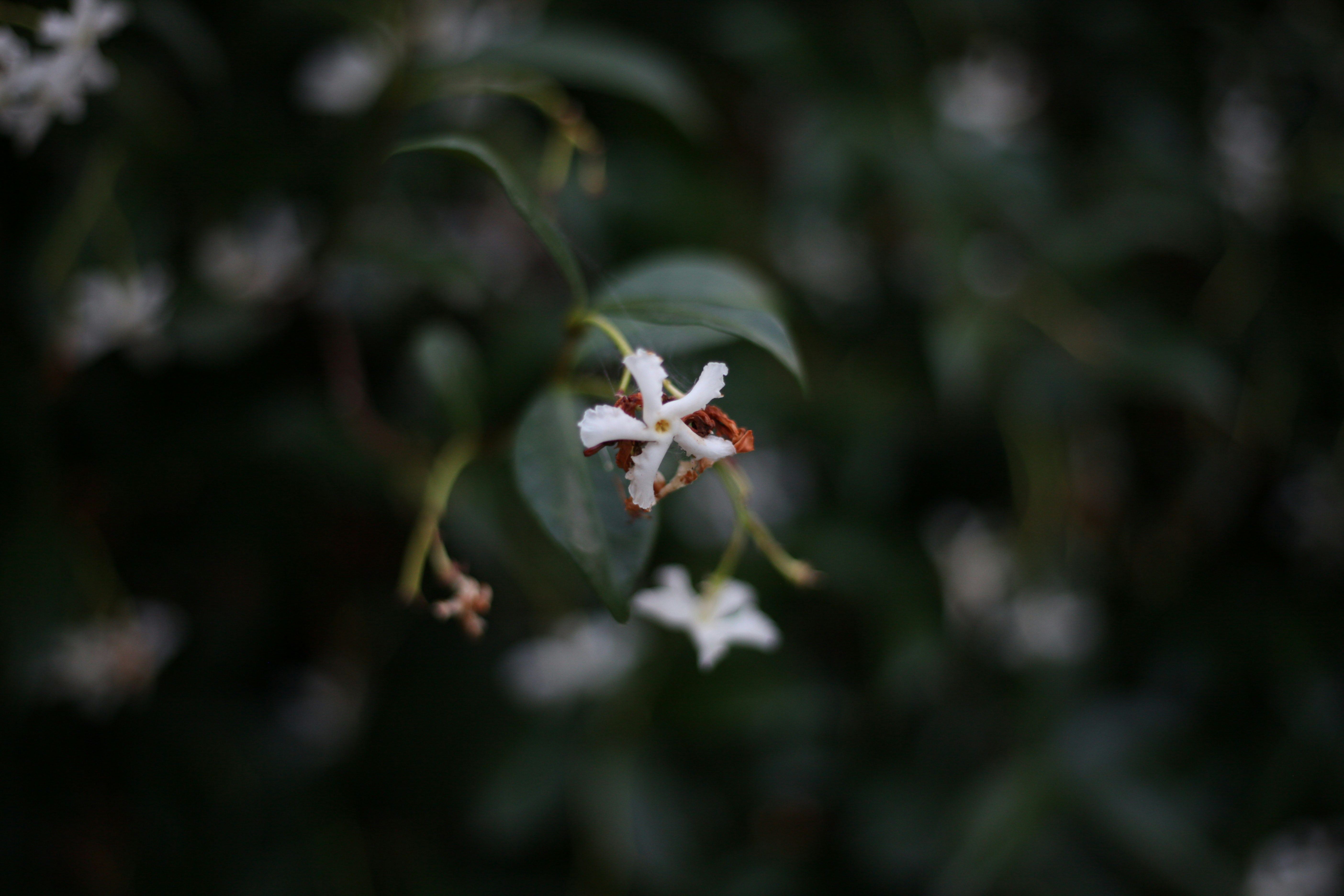 White-flowered bloom in a shadowed green underbrush
