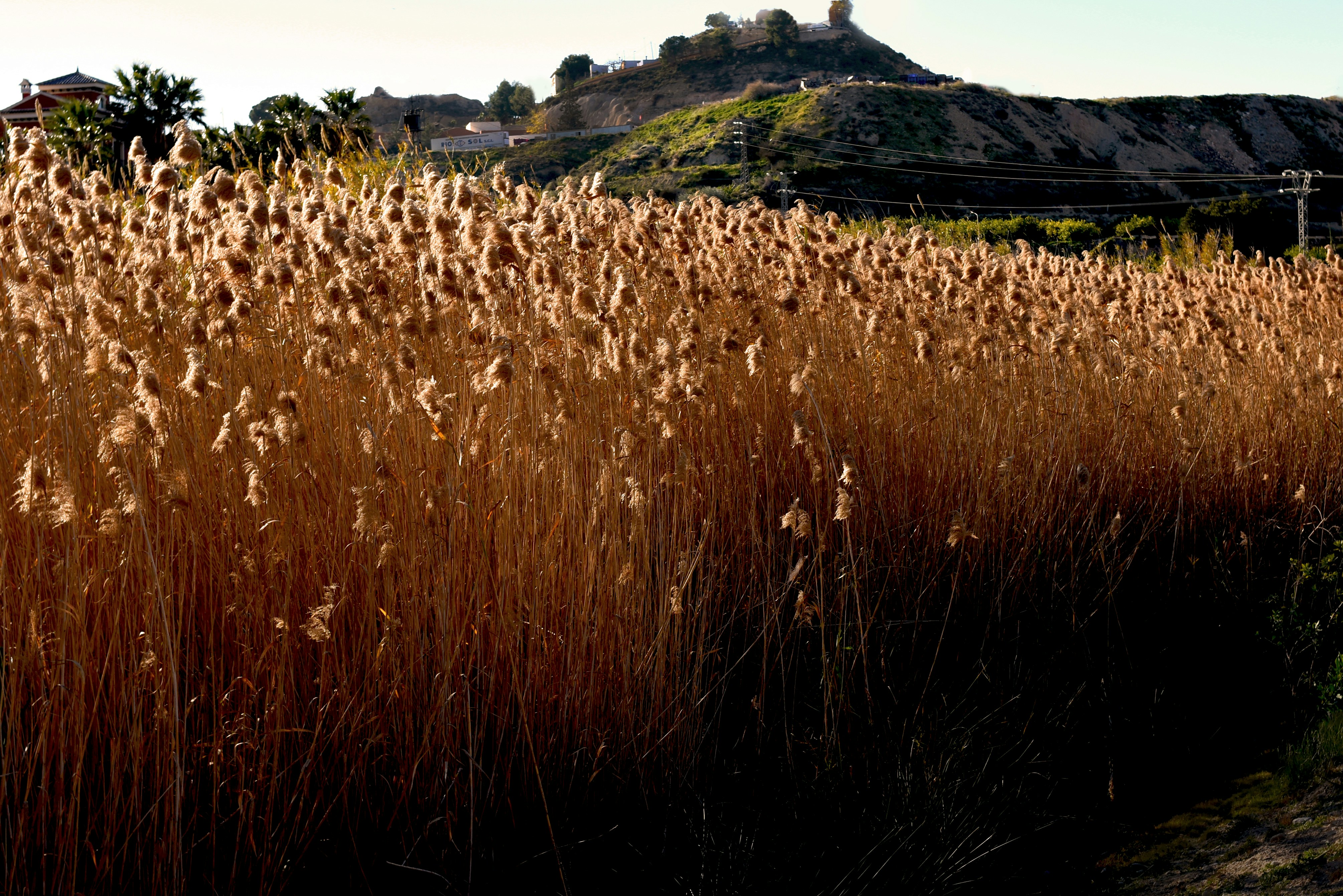 Golden reeds sway gently in a sunlit field with distant hills in the background.