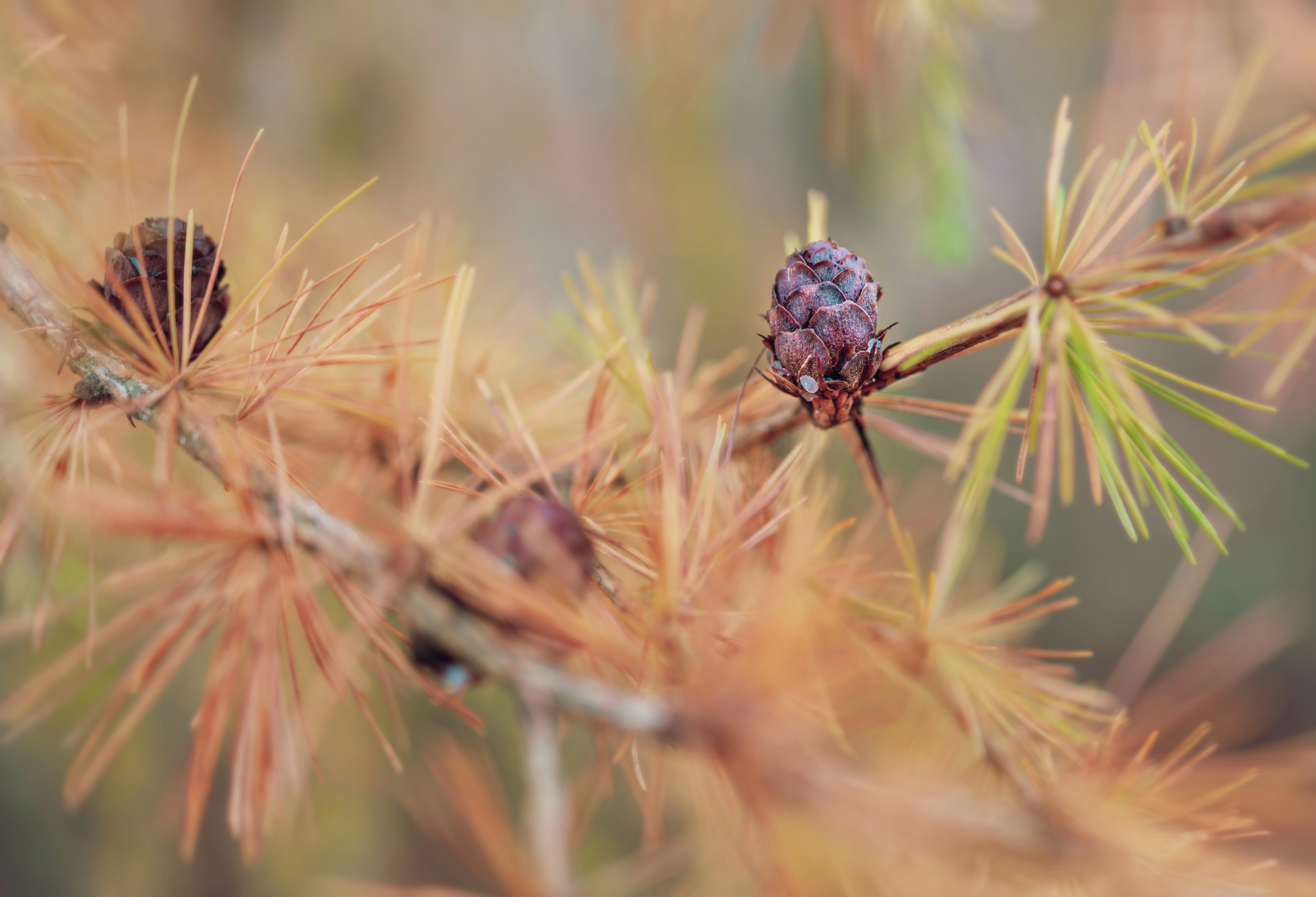 autumn mood | green and brown plant during daytime