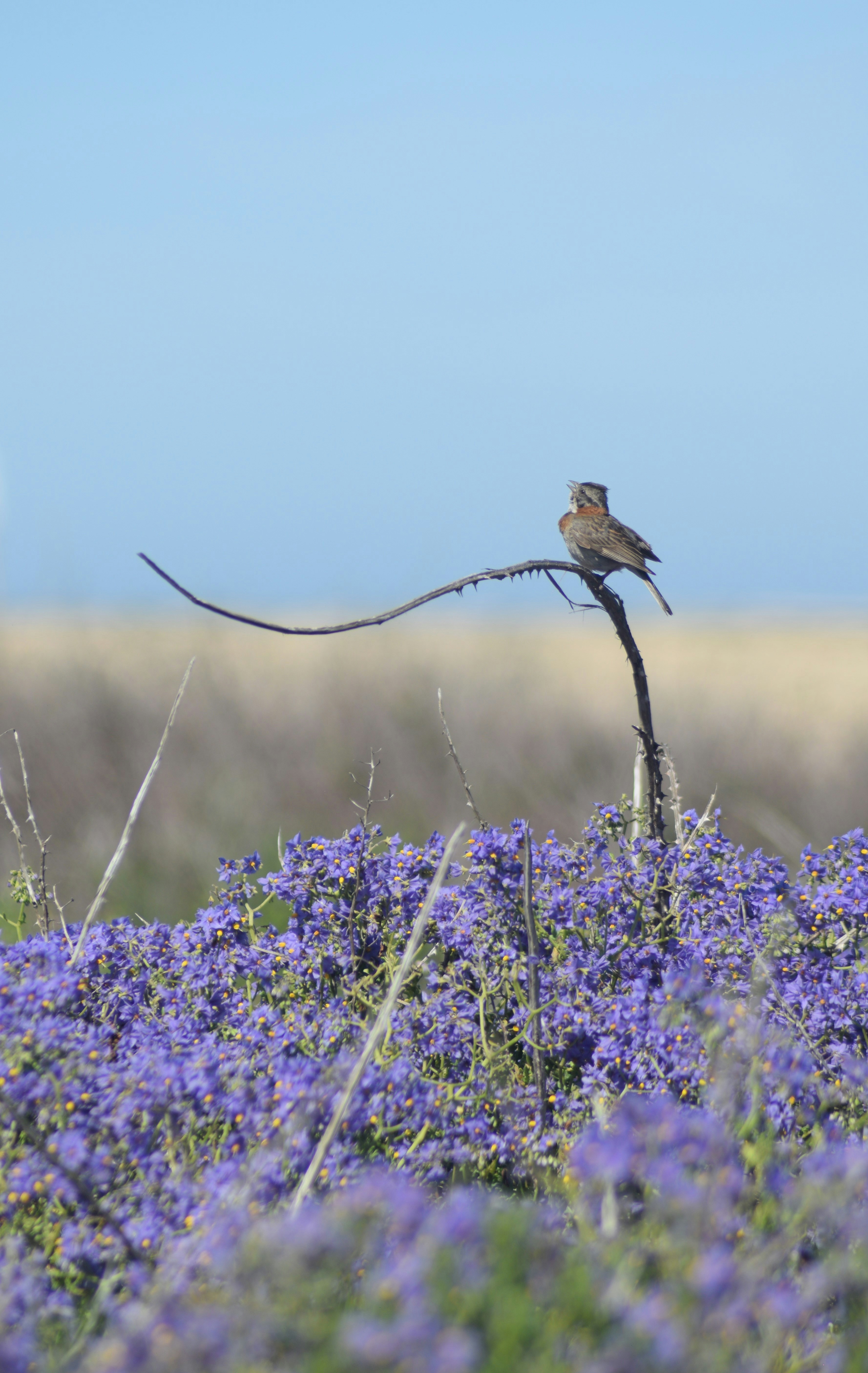 Perched on a Curved Branch, a Sparrow Over a Lavender Sea