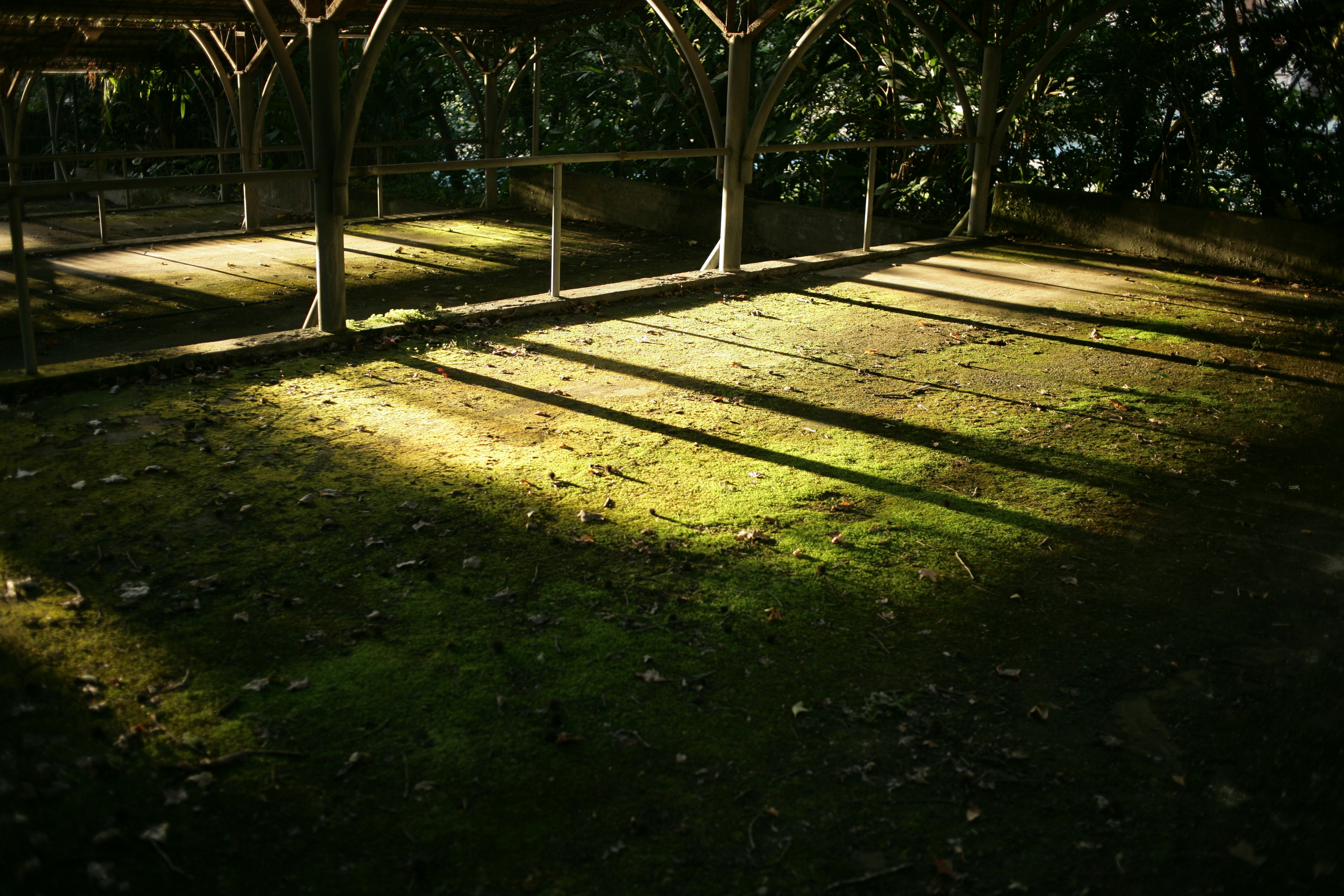 Dappled sunlight streams through a canopy, illuminating patches of moss on the ground in a serene outdoor setting.