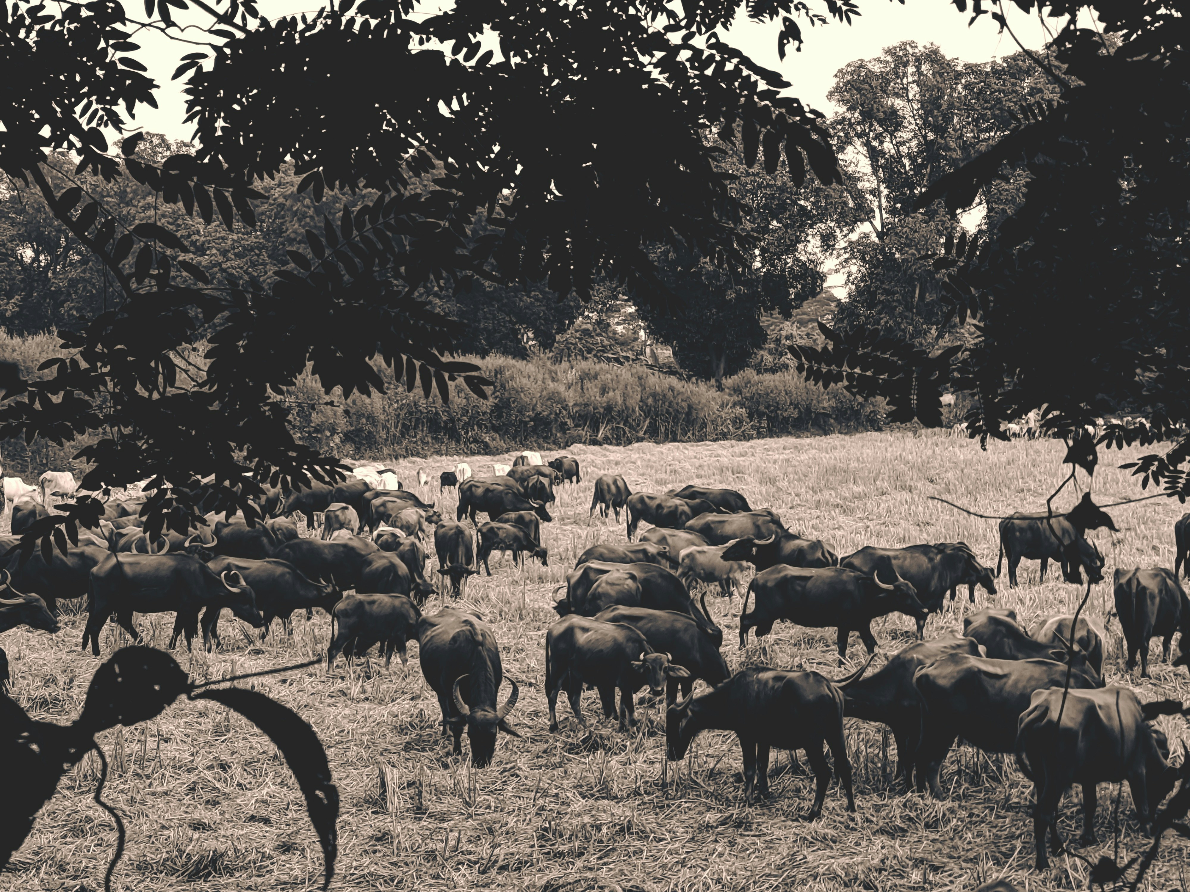 A herd of wildebeest grazes in a sunlit field, framed by overhanging branches in a monochrome photograph.