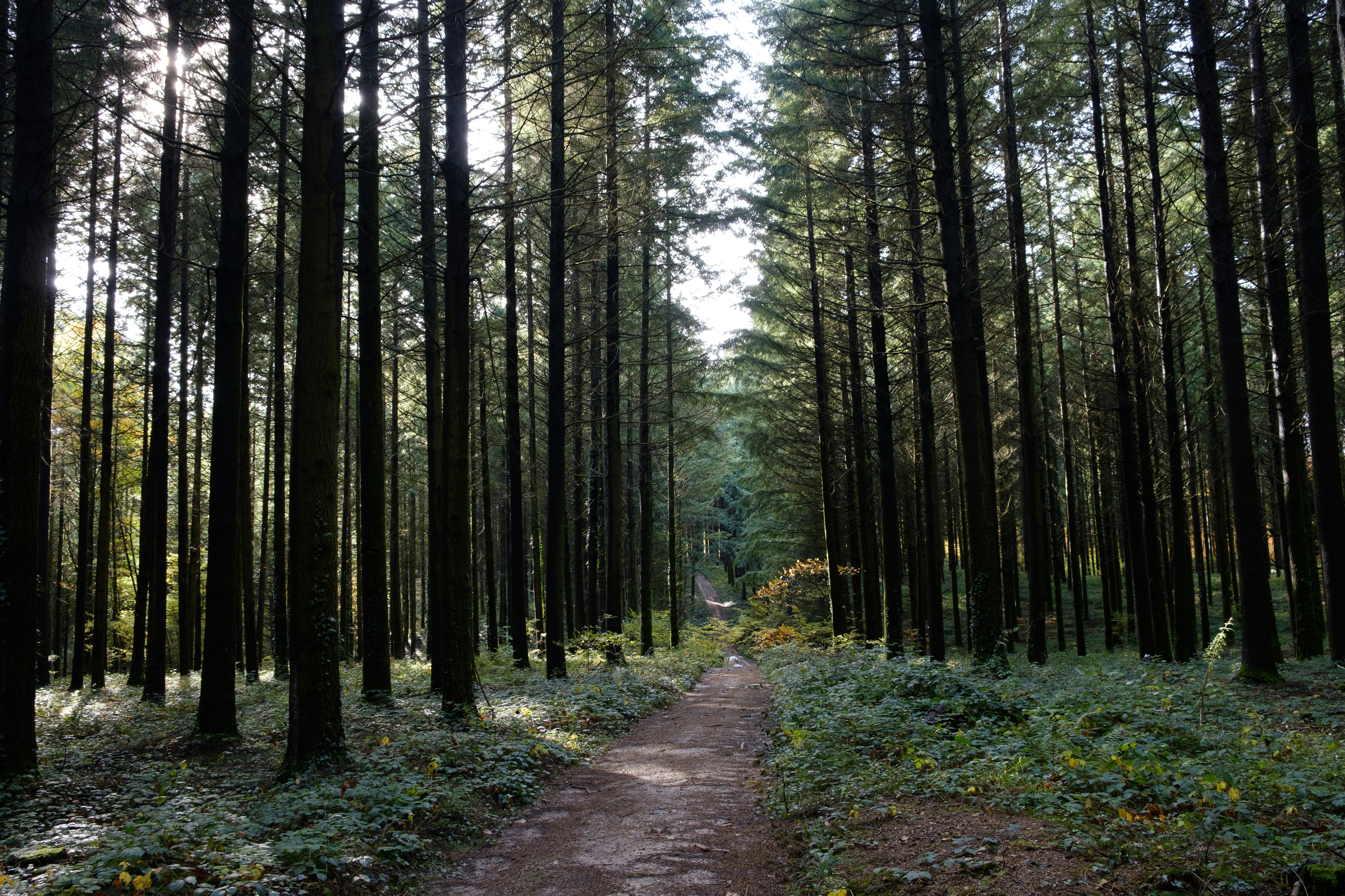 Pathway between trees during daytime photo – Free Plant Image on Unsplash