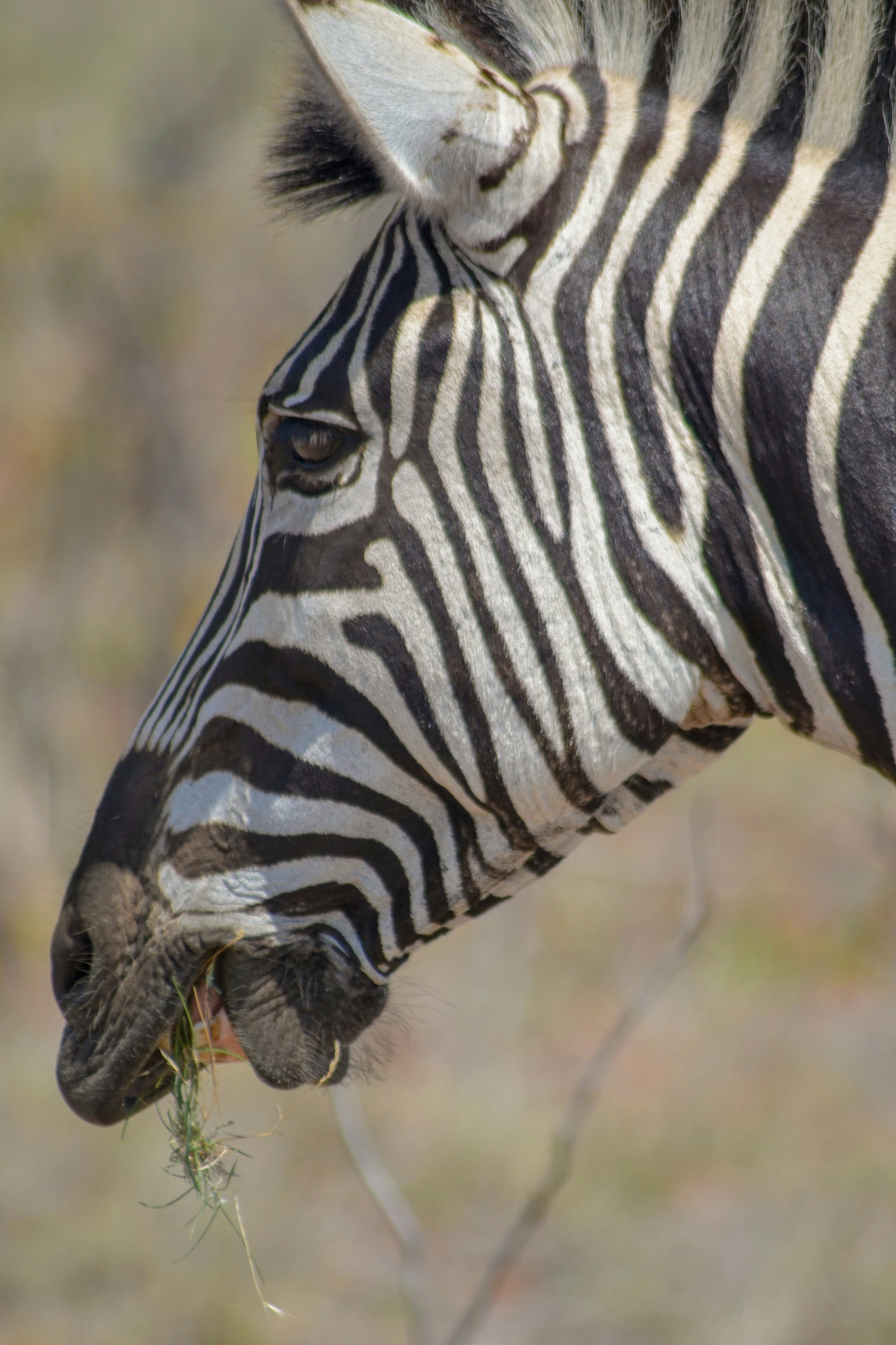 Close-up of a zebra grazing, showcasing its distinctive black and white stripes against a blurred natural backdrop.