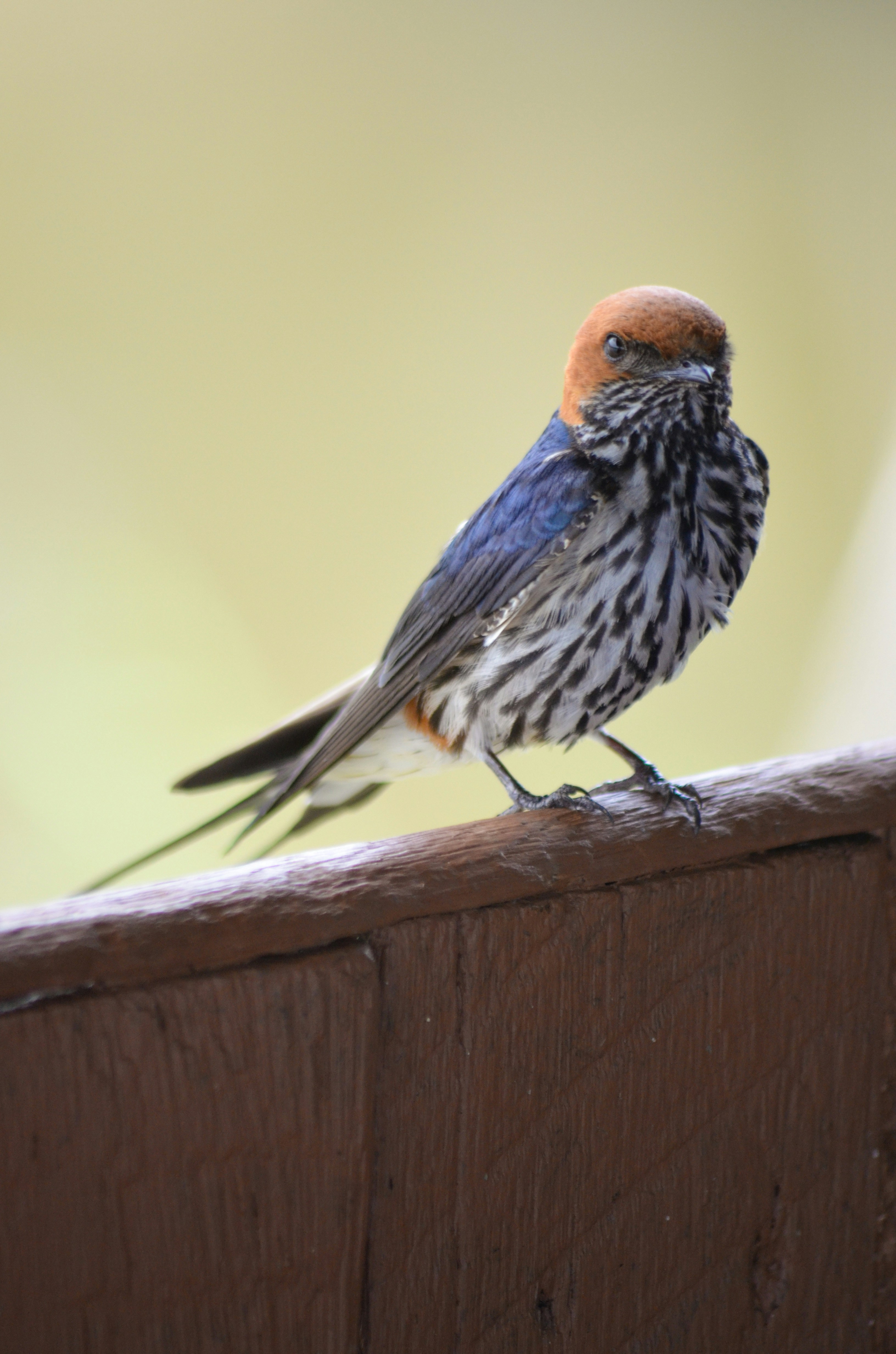 Rust Crowned Songbird Perched on Weathered Fence in Soft Backlight