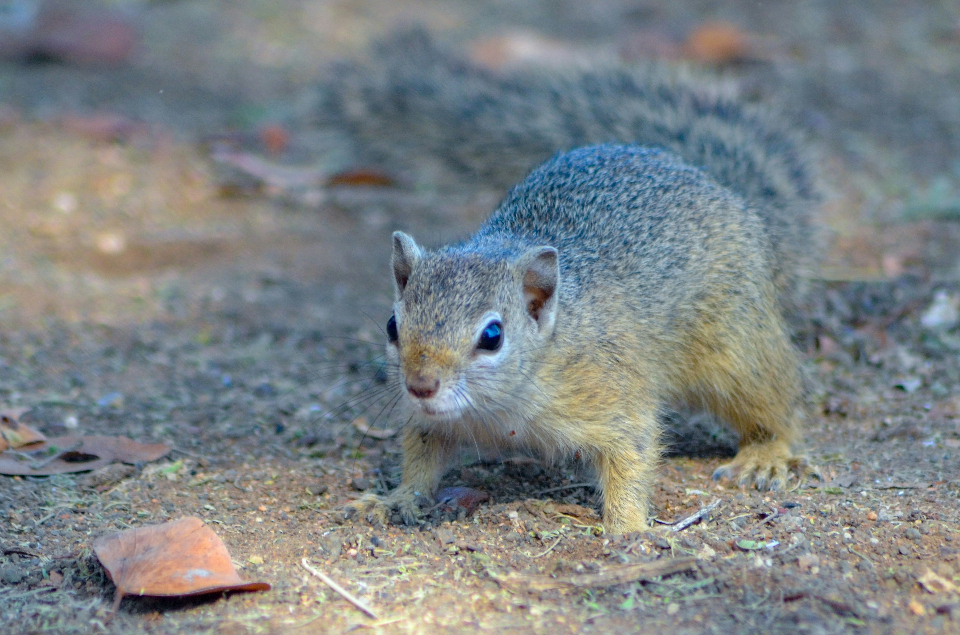 Curious Ground Squirrel Pausing on a Dusty Patch