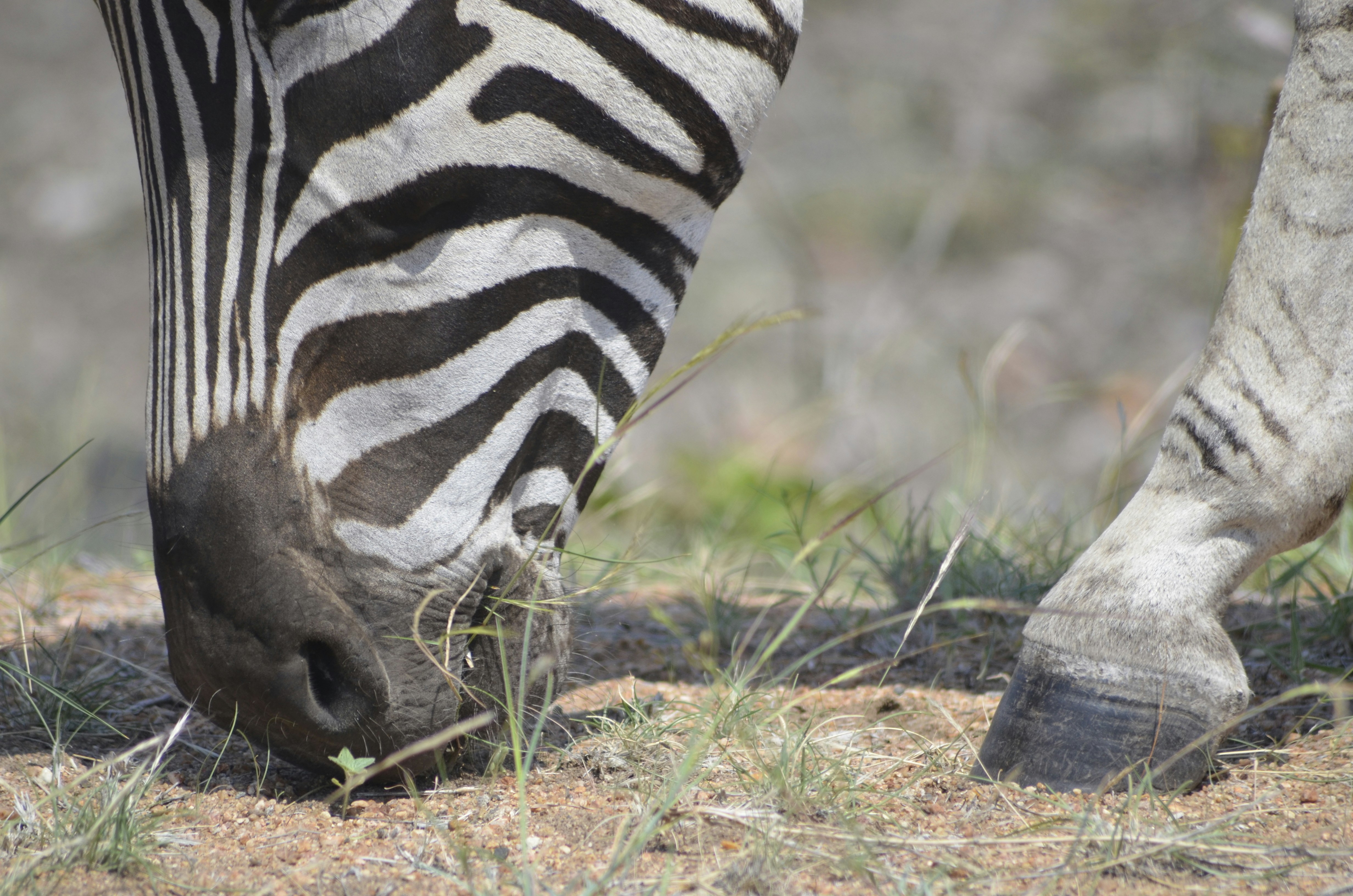 Zebra Grazing: Stripes in the Sunlit Ground