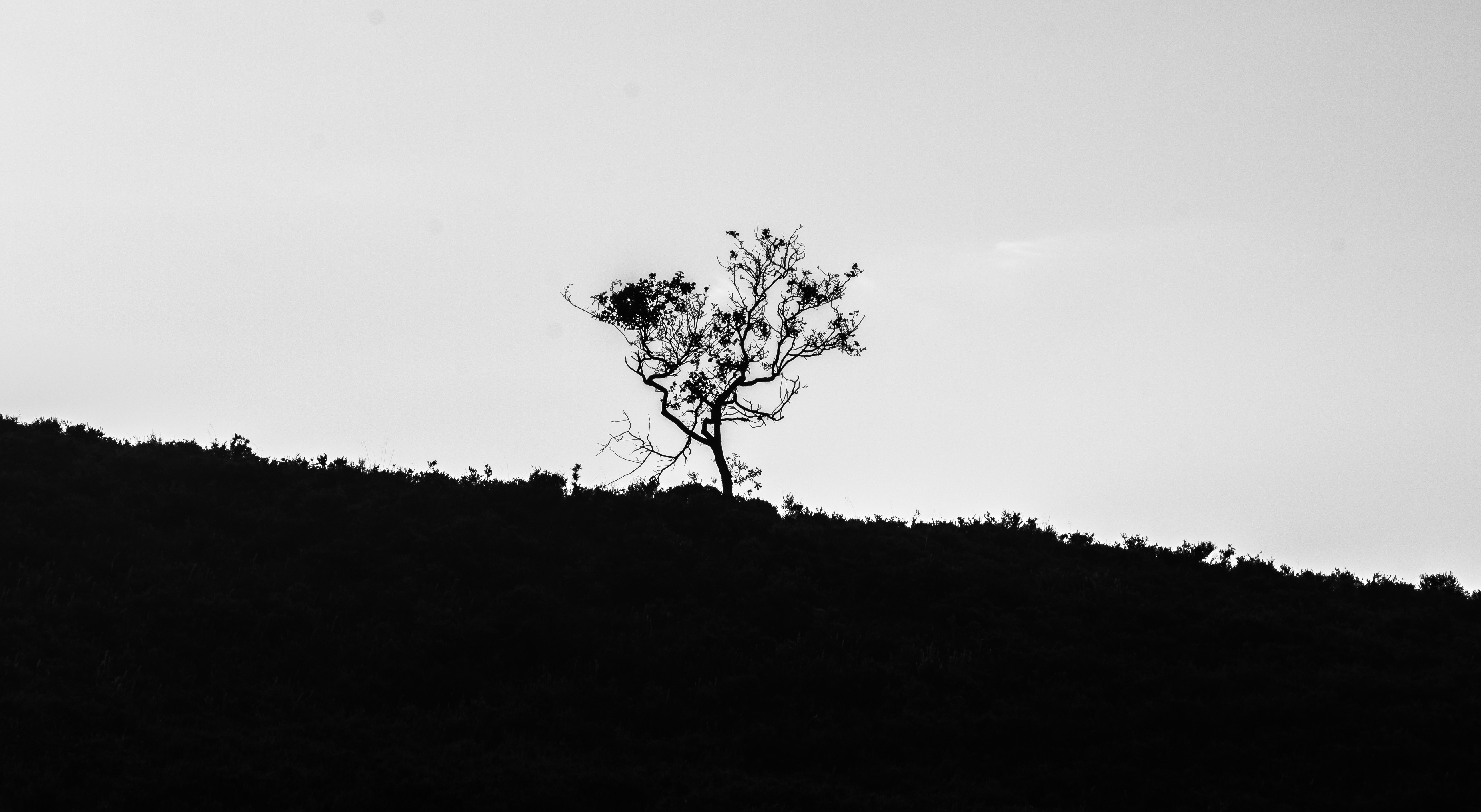 Leafless tree silhouetted against a bright sky on a grassy hilltop.