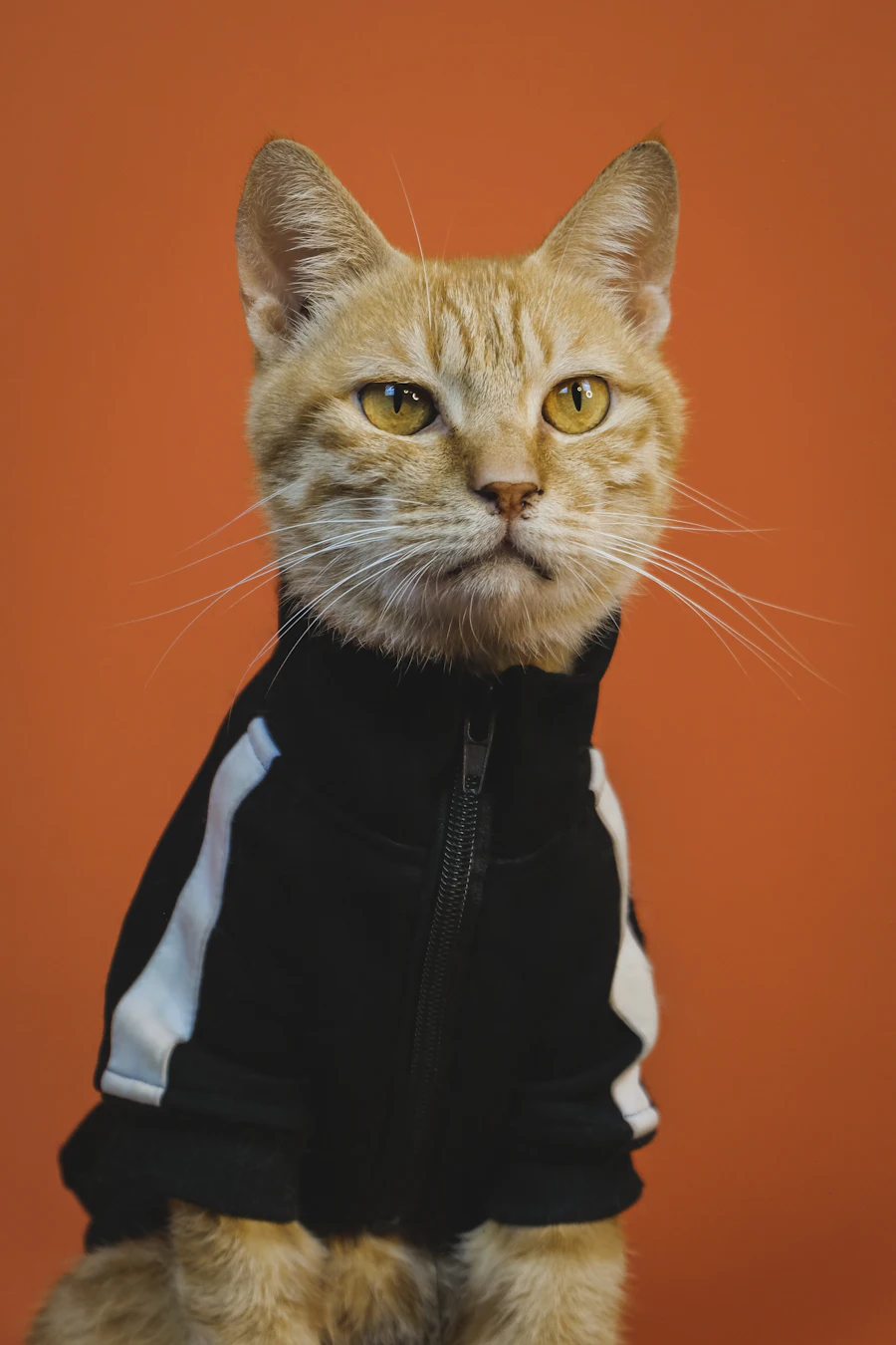 Bright orange cat wearing a black zip-up jacket with white stripes poses against a vivid orange background, head and eyes centered for a strong portrait. Logo-like simplicity with a playful wardrobe element.