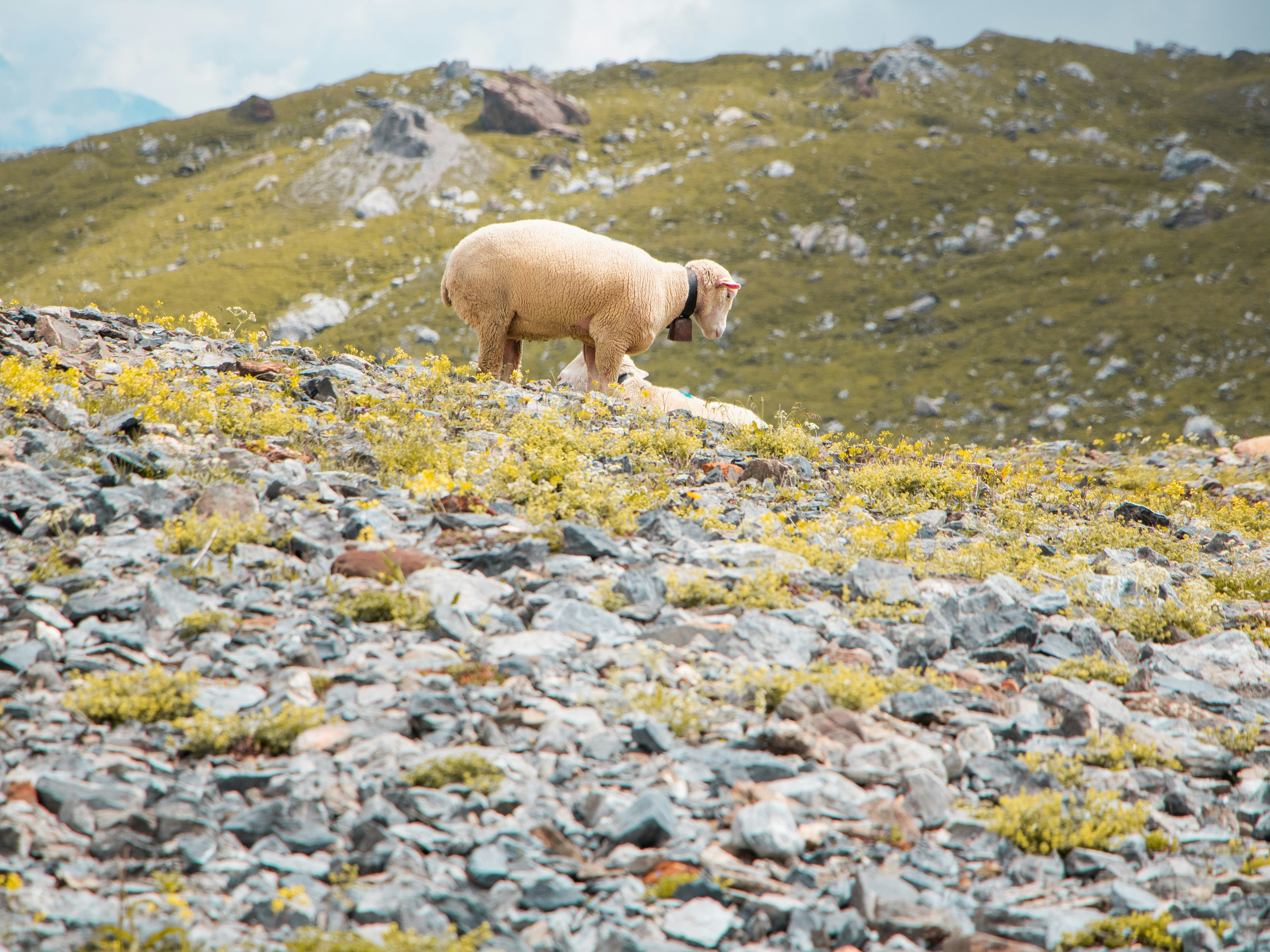 A sheep grazes on rocky terrain dotted with wildflowers in a mountainous landscape. The scene captures the serene coexistence of nature and livestock.