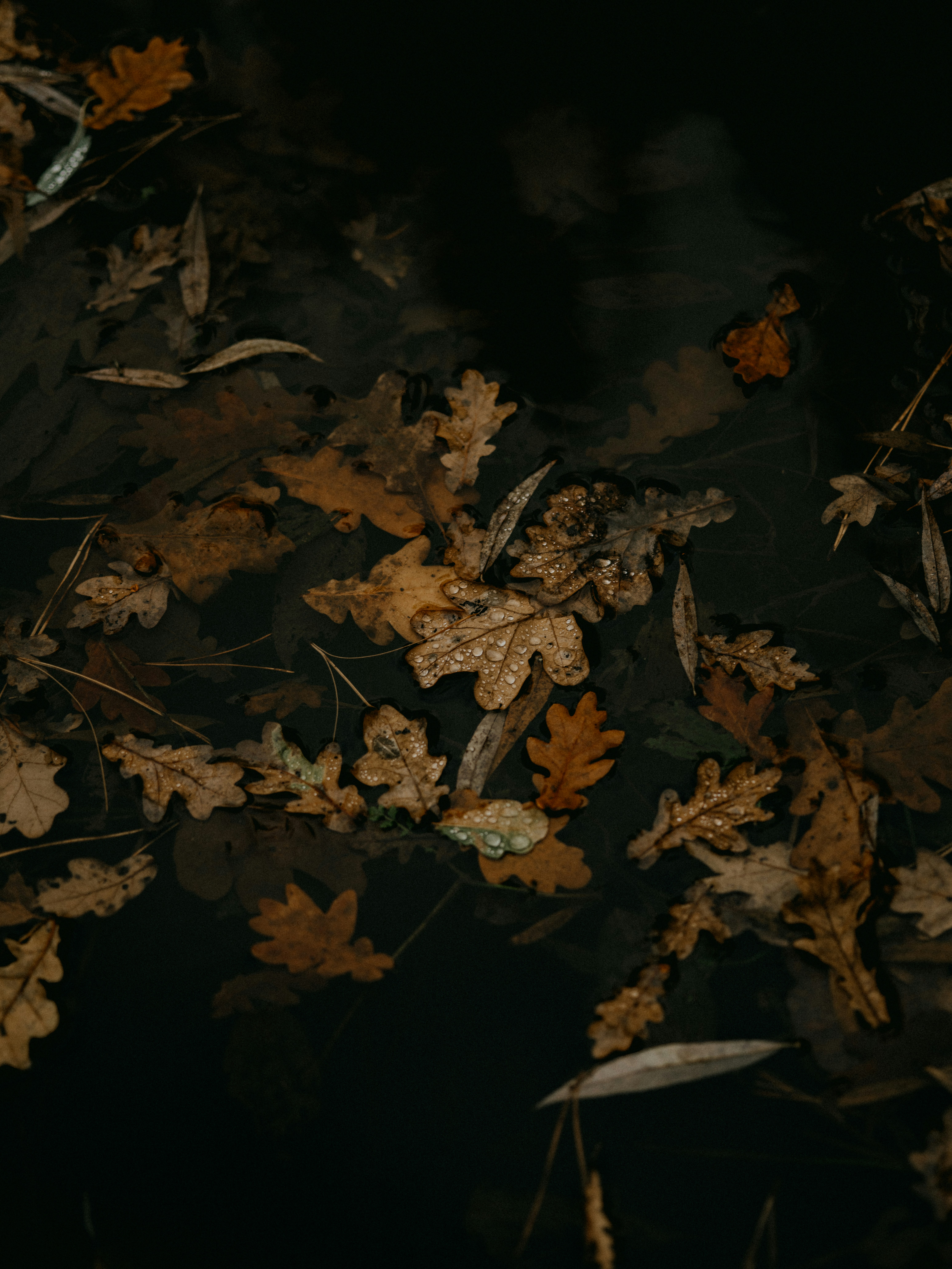 Dried leaves floating on dark water, capturing the essence of autumn's quiet decay.