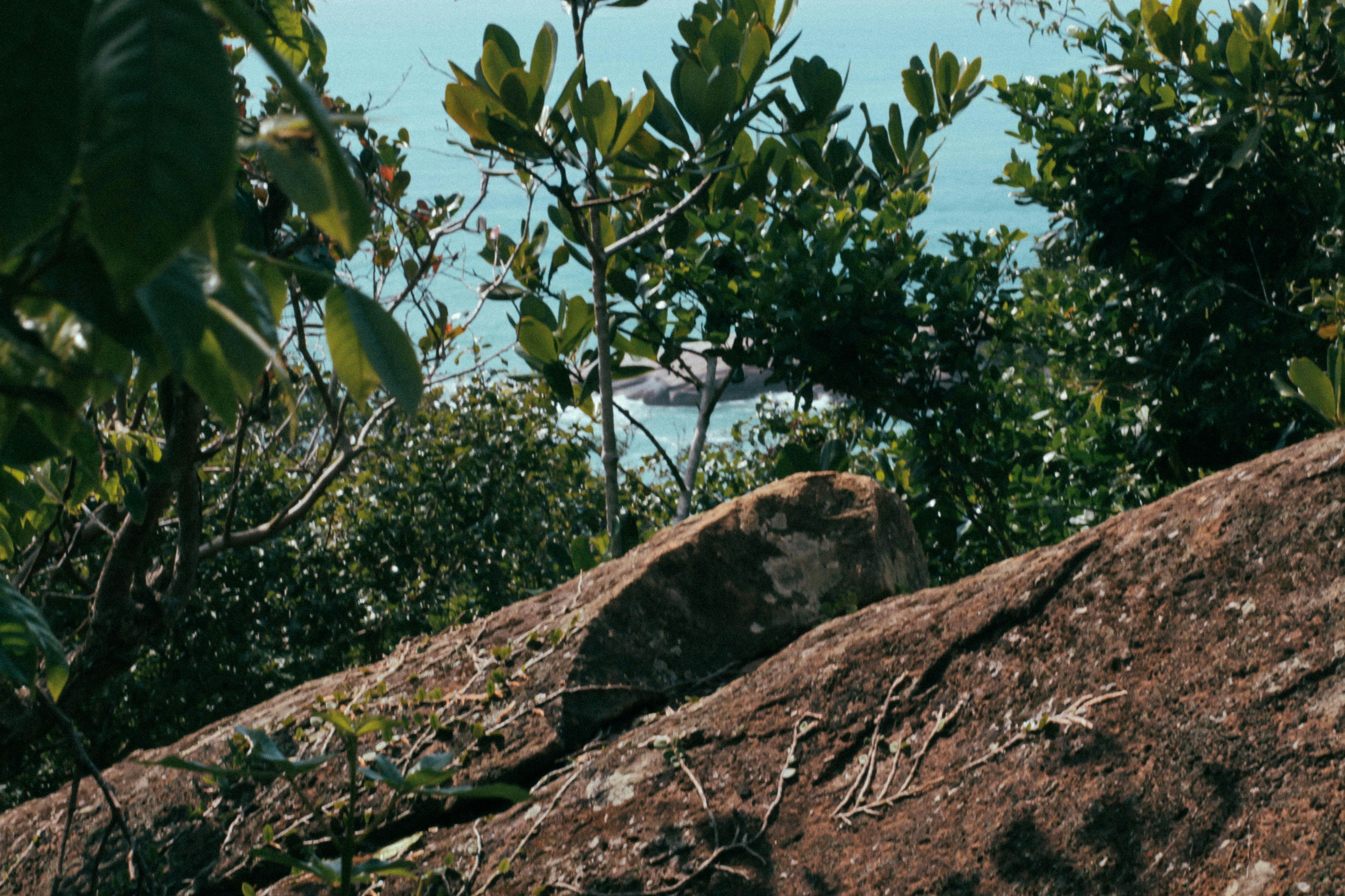 Lush greenery frames a serene coastal scene, with rocky formations visible through the foliage. The vibrant colors of nature contrast beautifully with the tranquil sea beyond.