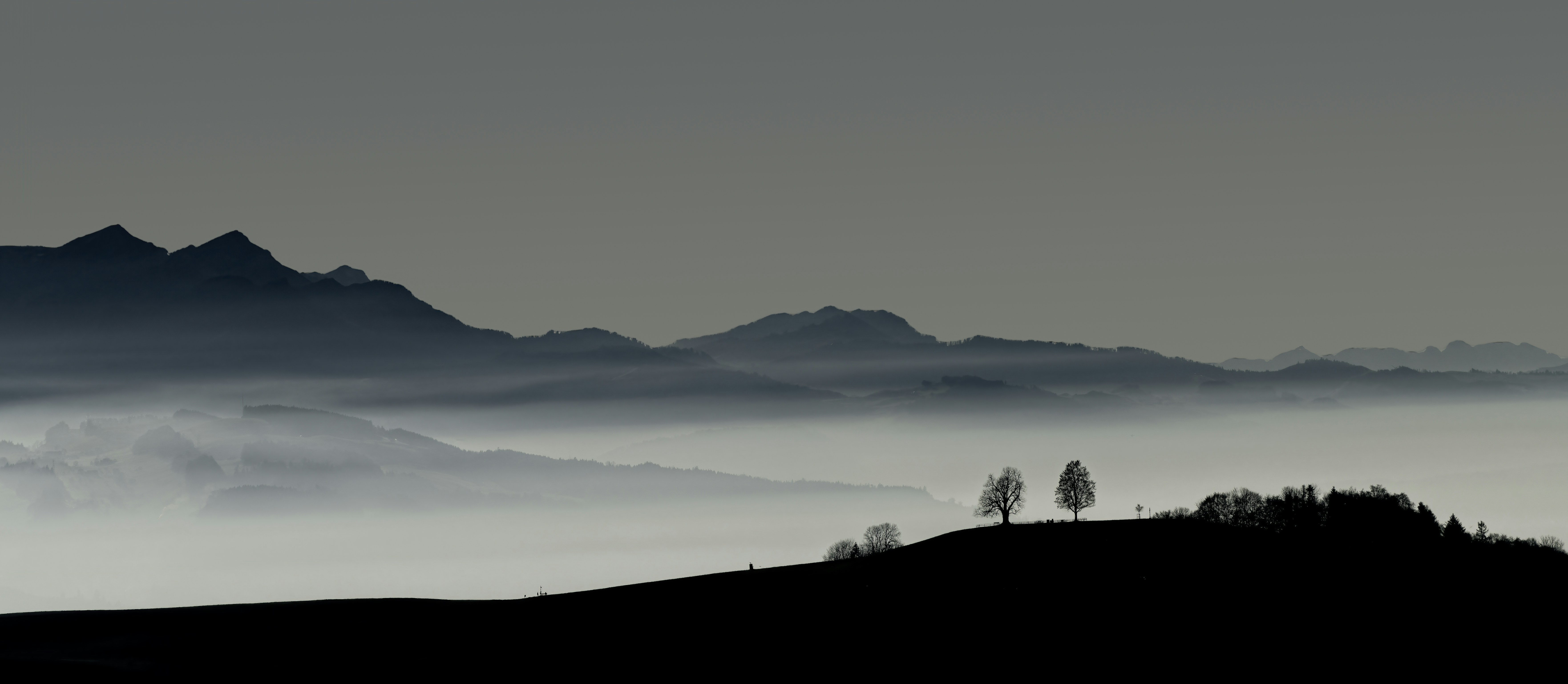 Ridge in the Mist: Lone Trees Crown a Quiet Horizon