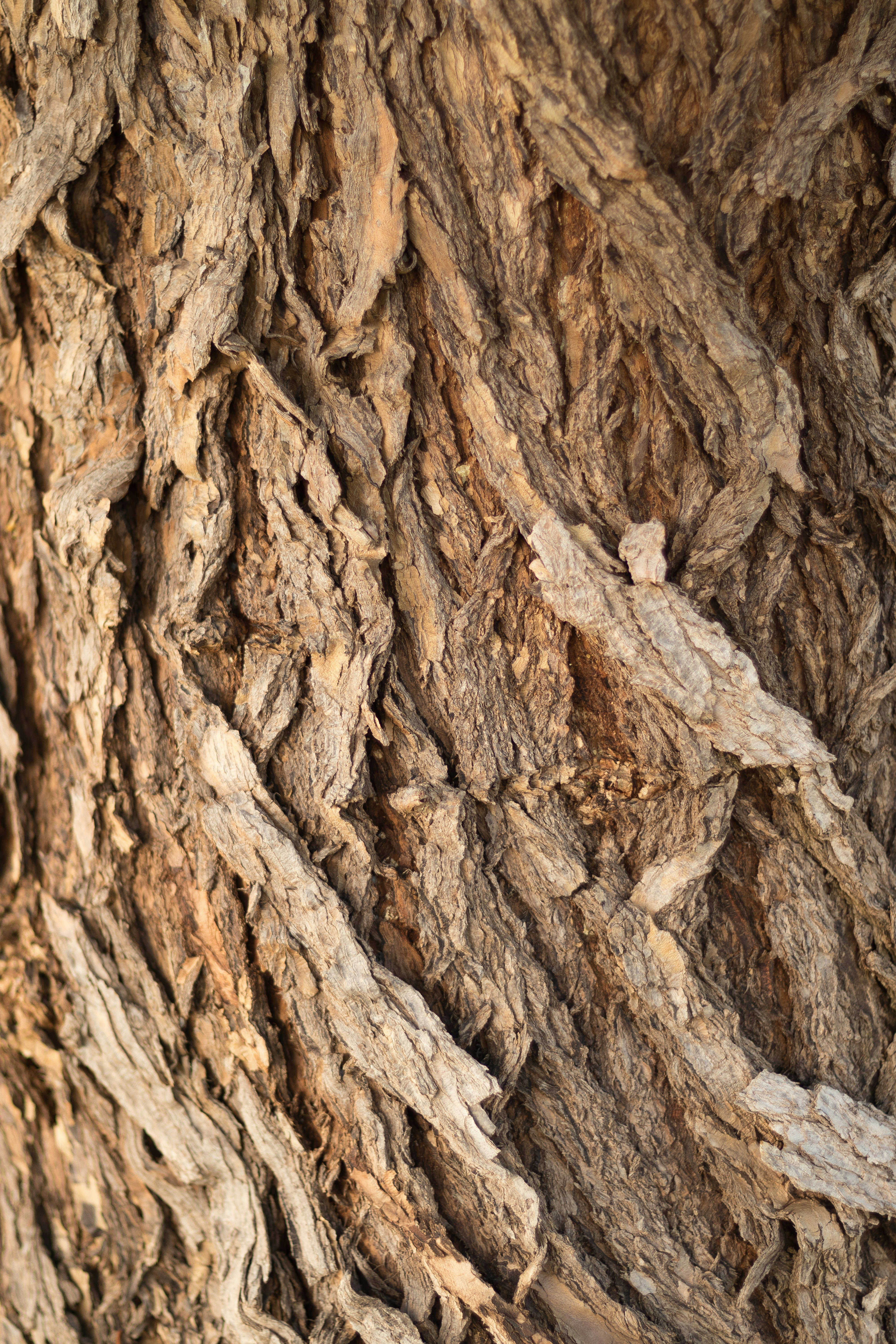 Brown and gray tree trunk photo – Free Plant Image on Unsplash