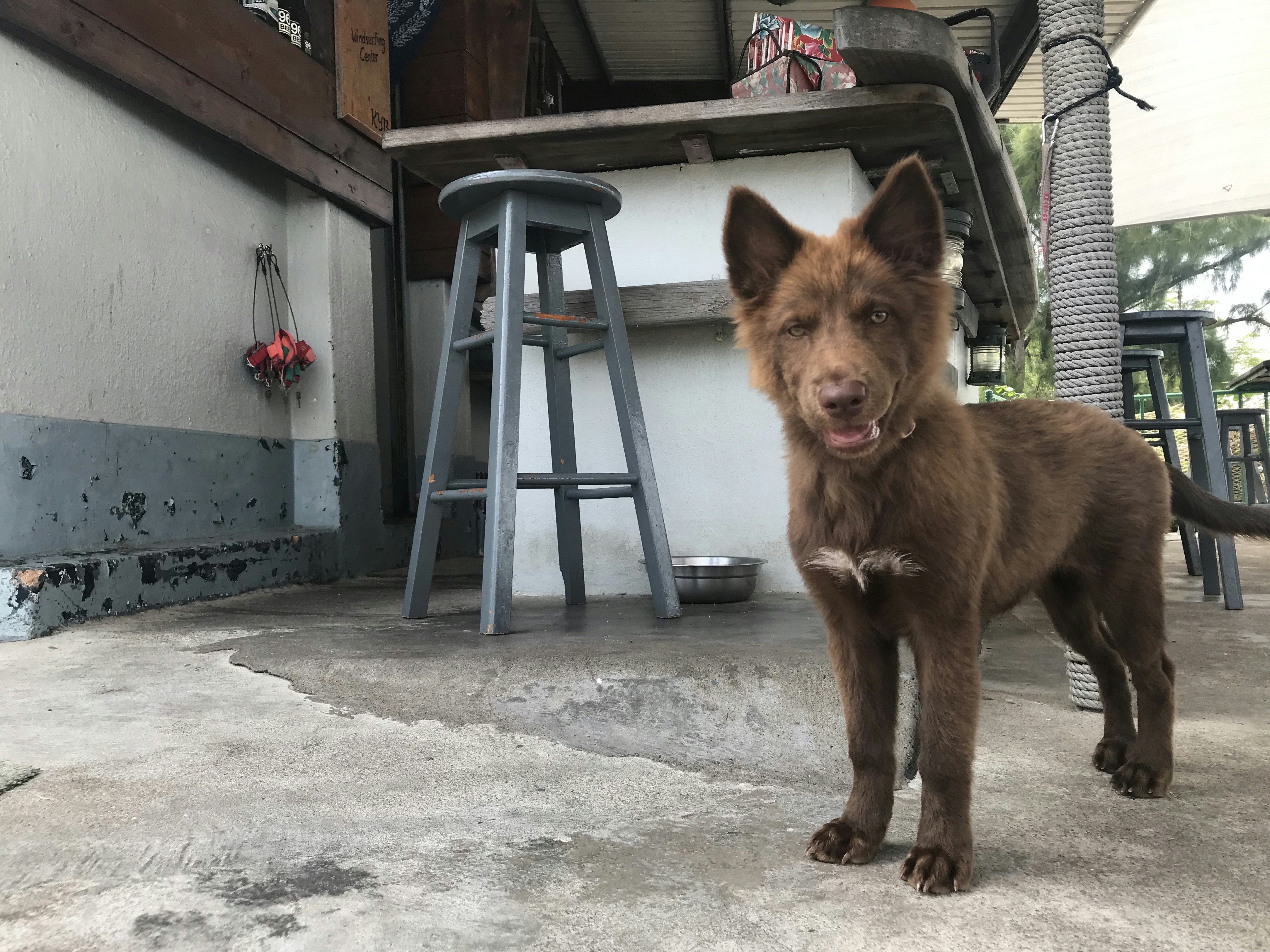 Patio Pup on a Concrete Stage: Curious Brown Wanderer