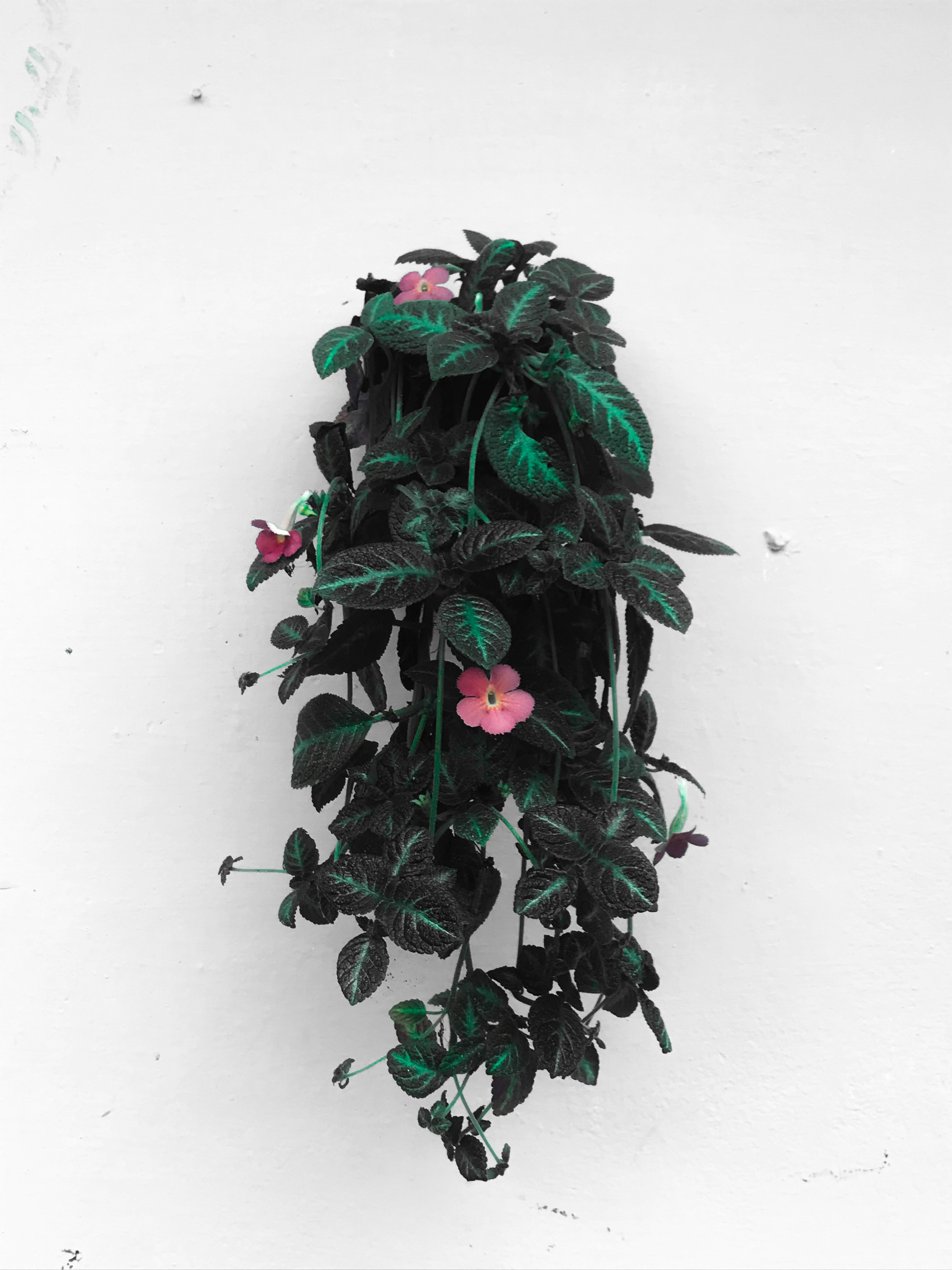 Trailing Vase: Pink Bloom Silk on White Wall