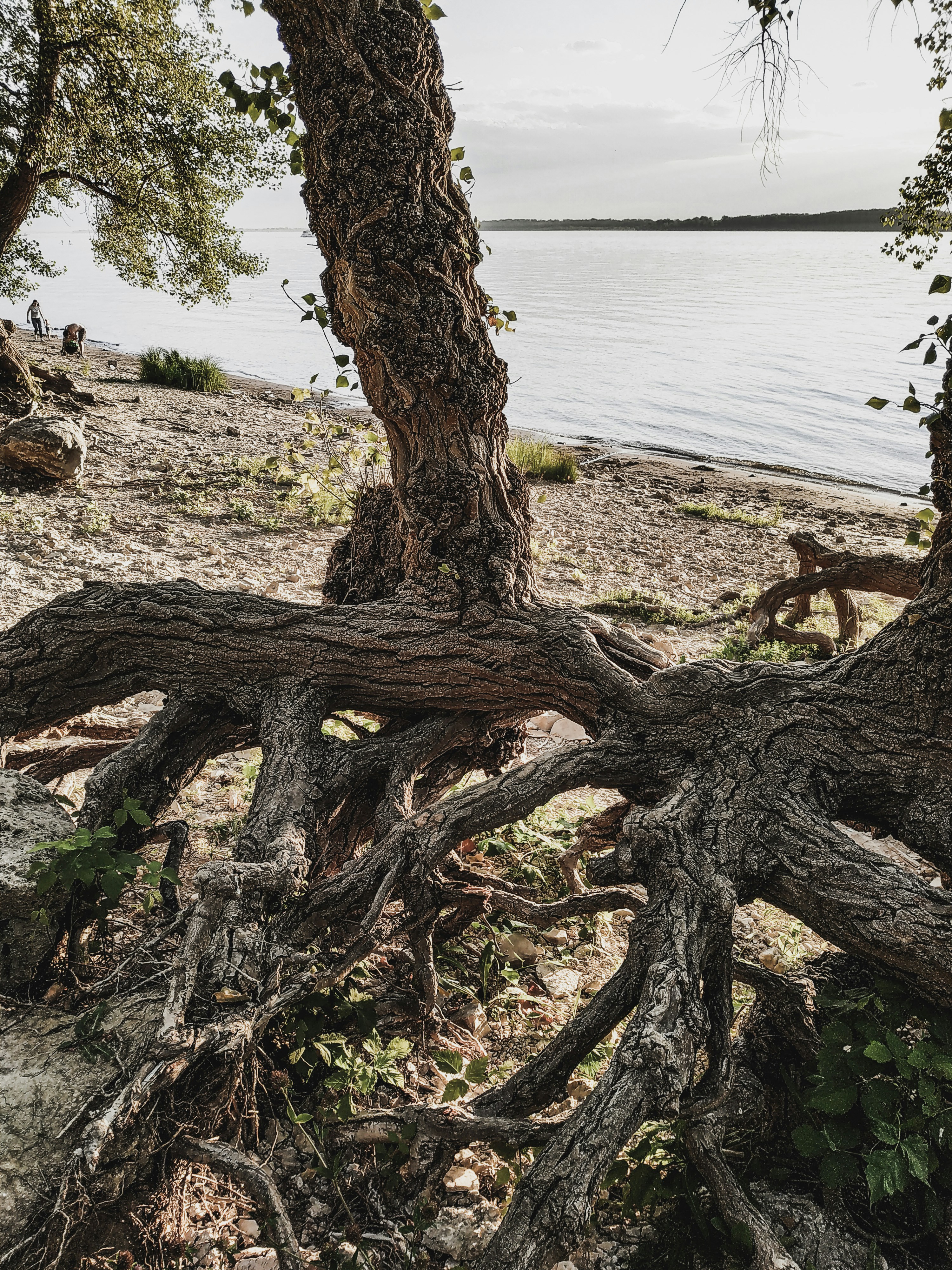 Gnarled Riverside Roots Framing a Quiet Lakeshore