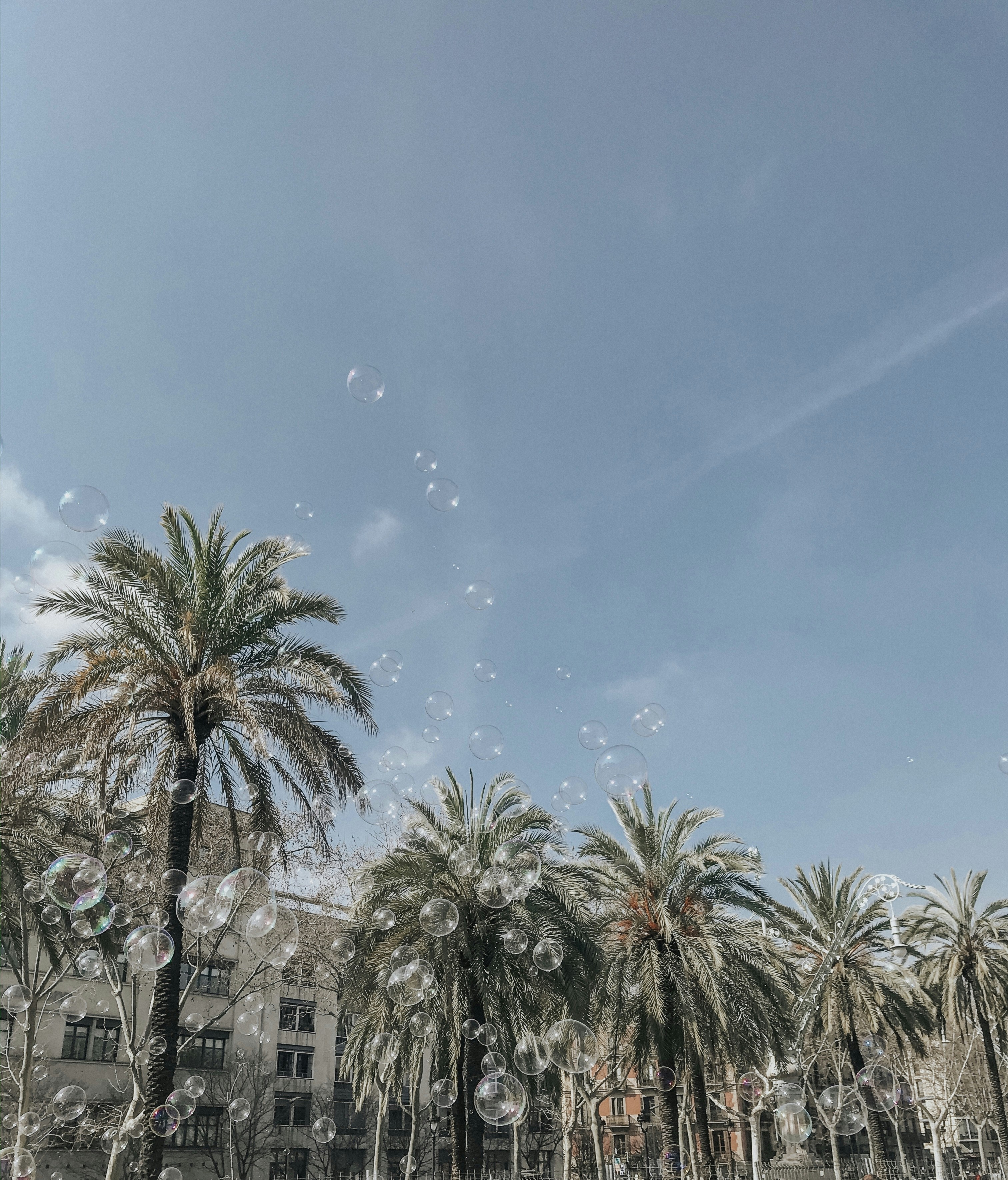 Favorite city #barcelona #bubbles #palmtrees