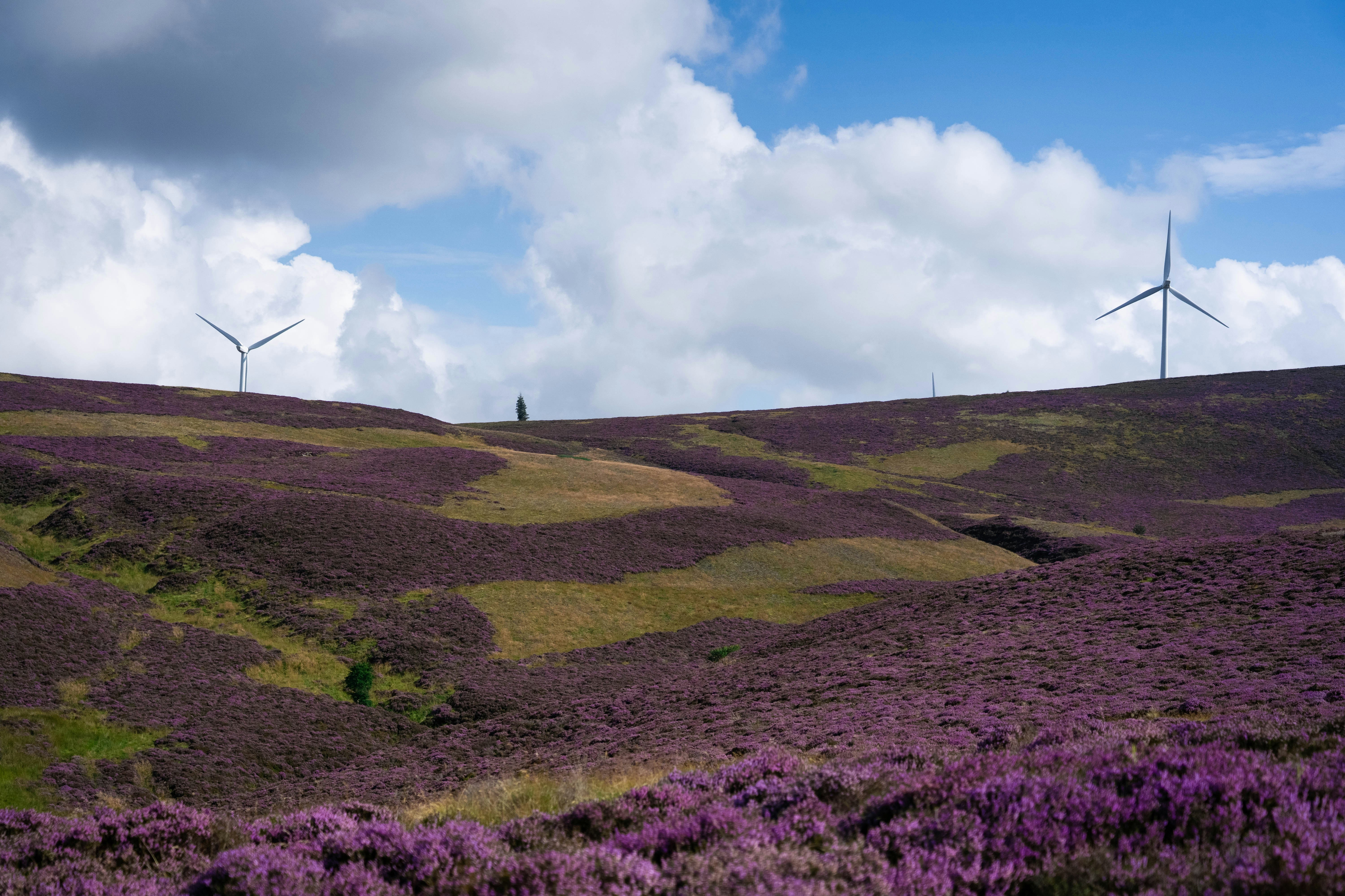 Velvet Moorland and Windmills on the Purple Horizon