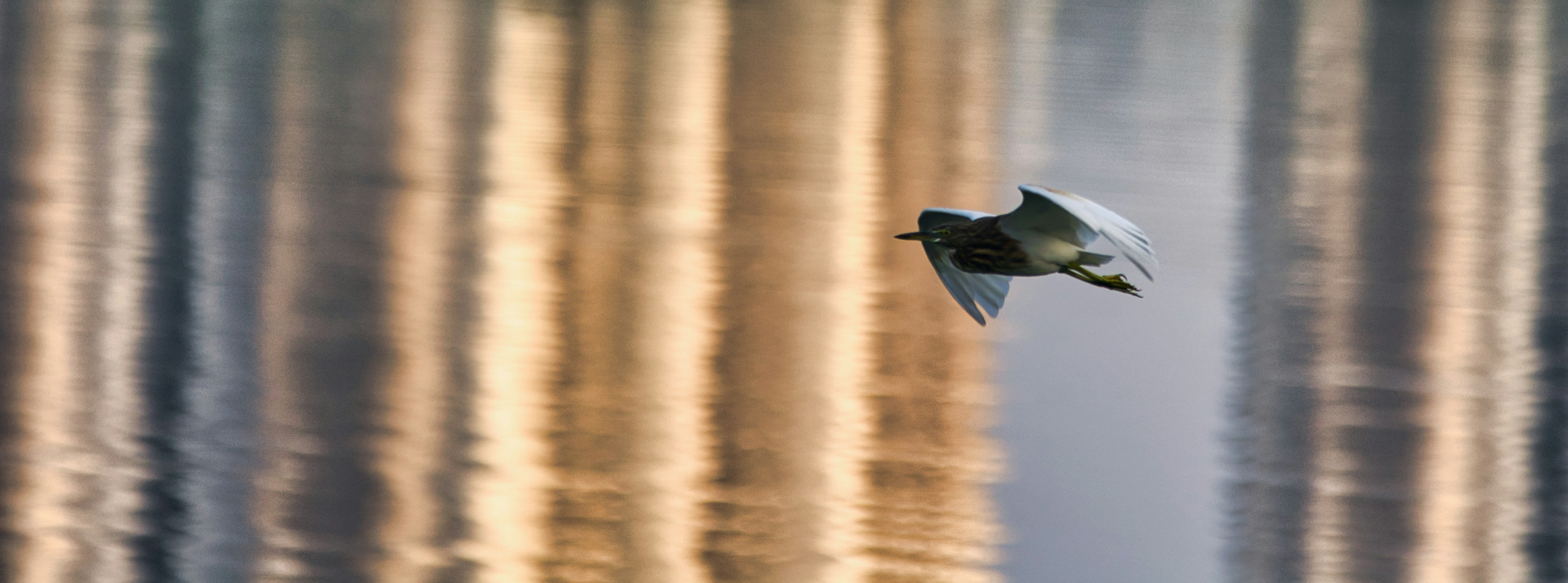 Swift over gilded ripples: a single-bird glide above warm water reflections