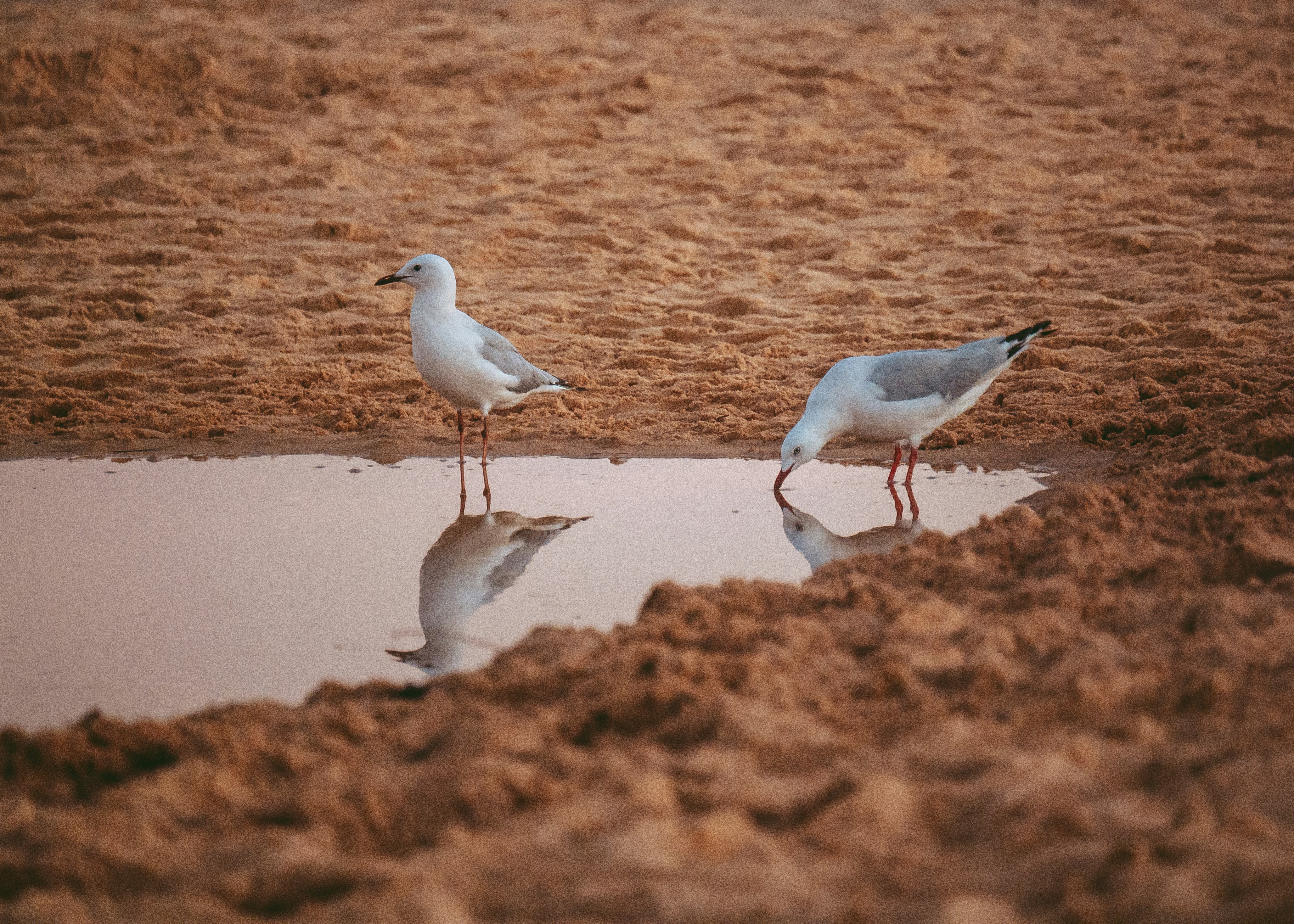 White and gray birds on brown sand during daytime photo – Free Animal ...