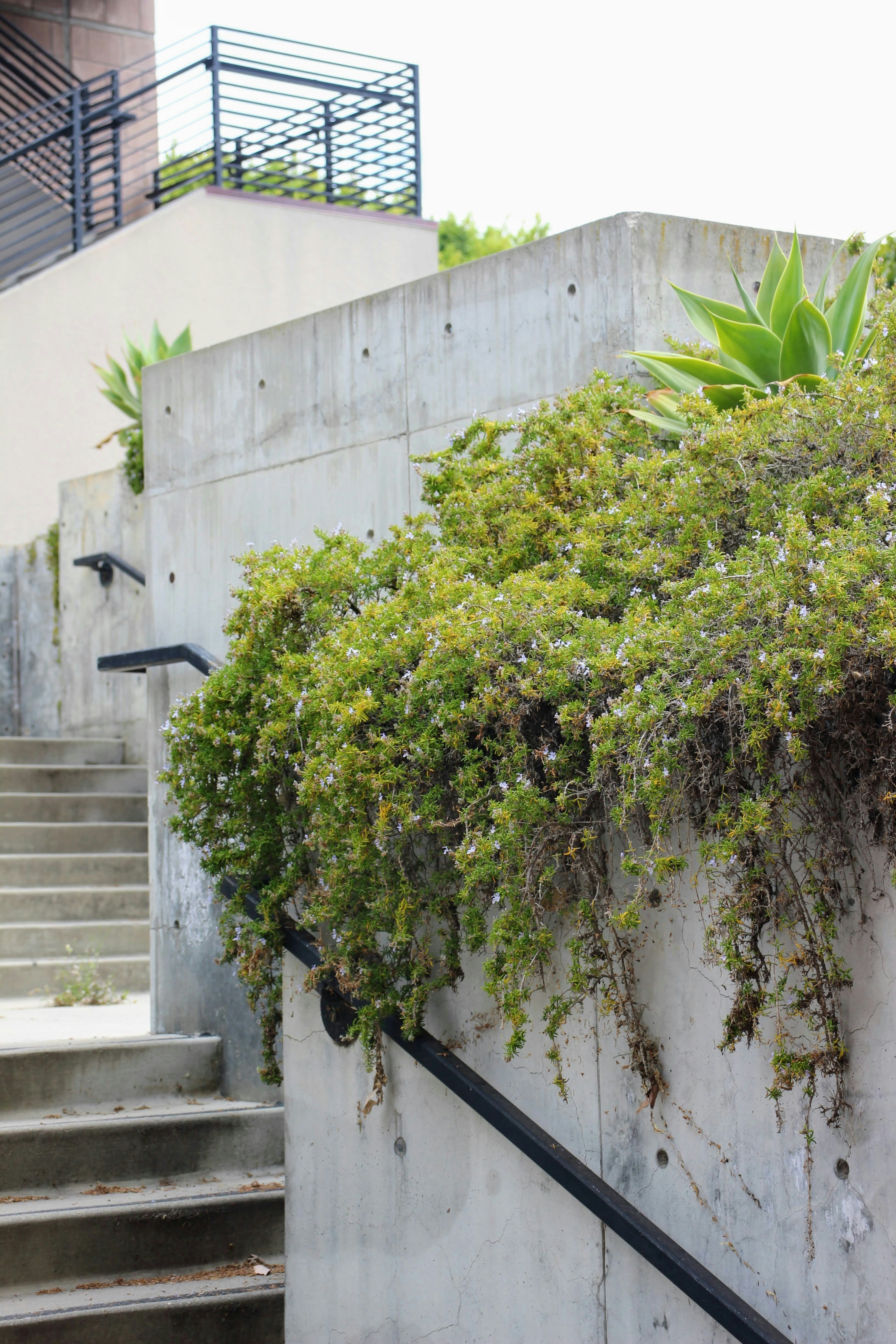 Concrete stairs and trailing greenery frame a modern urban ascent