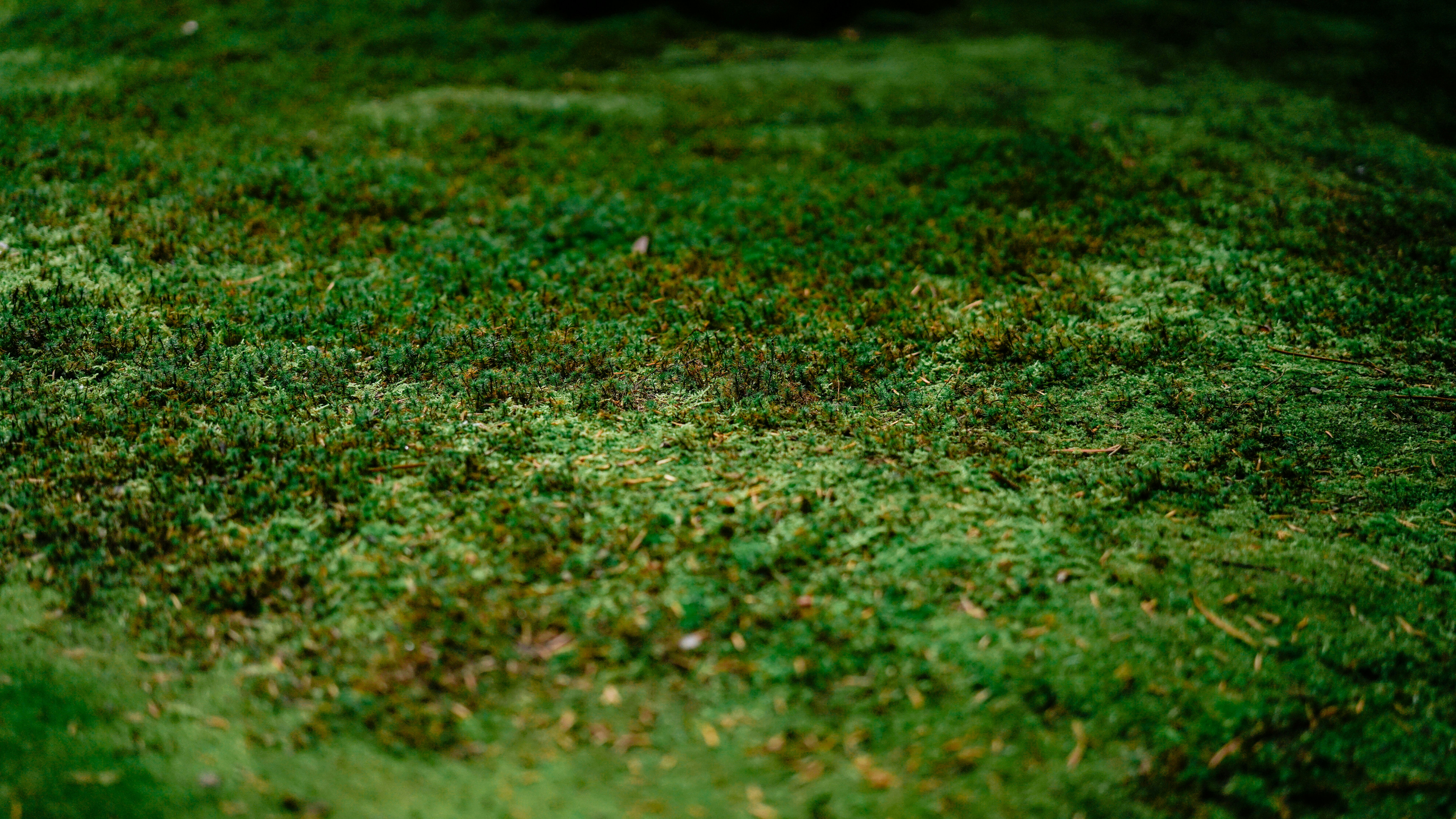 Lush green moss covering the ground, showcasing a rich texture and vibrant hues. Perfect for exploring the beauty of natural landscapes.