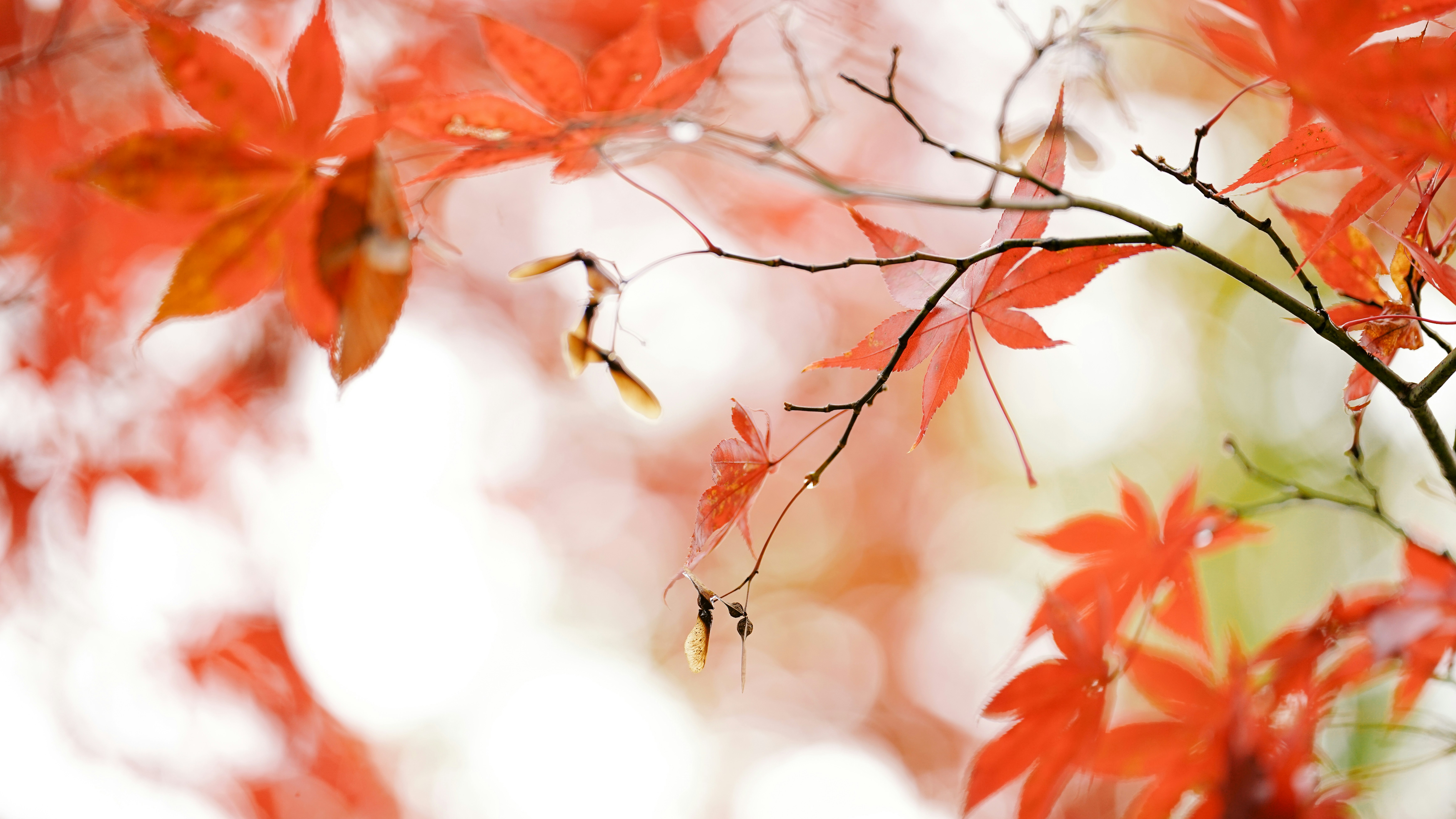 Vibrant red leaves with blurred background captured using a tilt-shift lens.