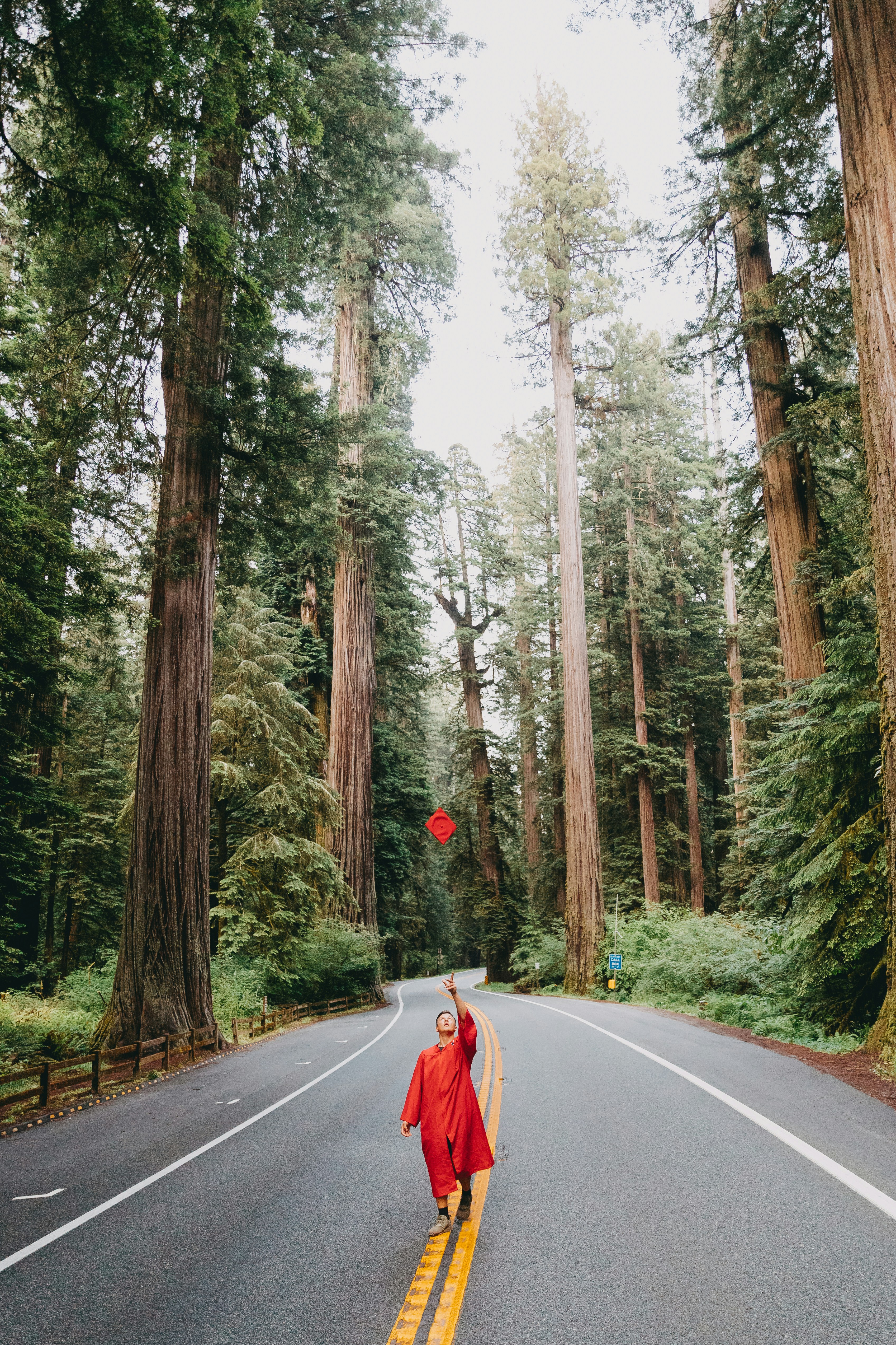 Person in a vibrant red robe holding a stop sign amidst towering redwood trees along a winding road.