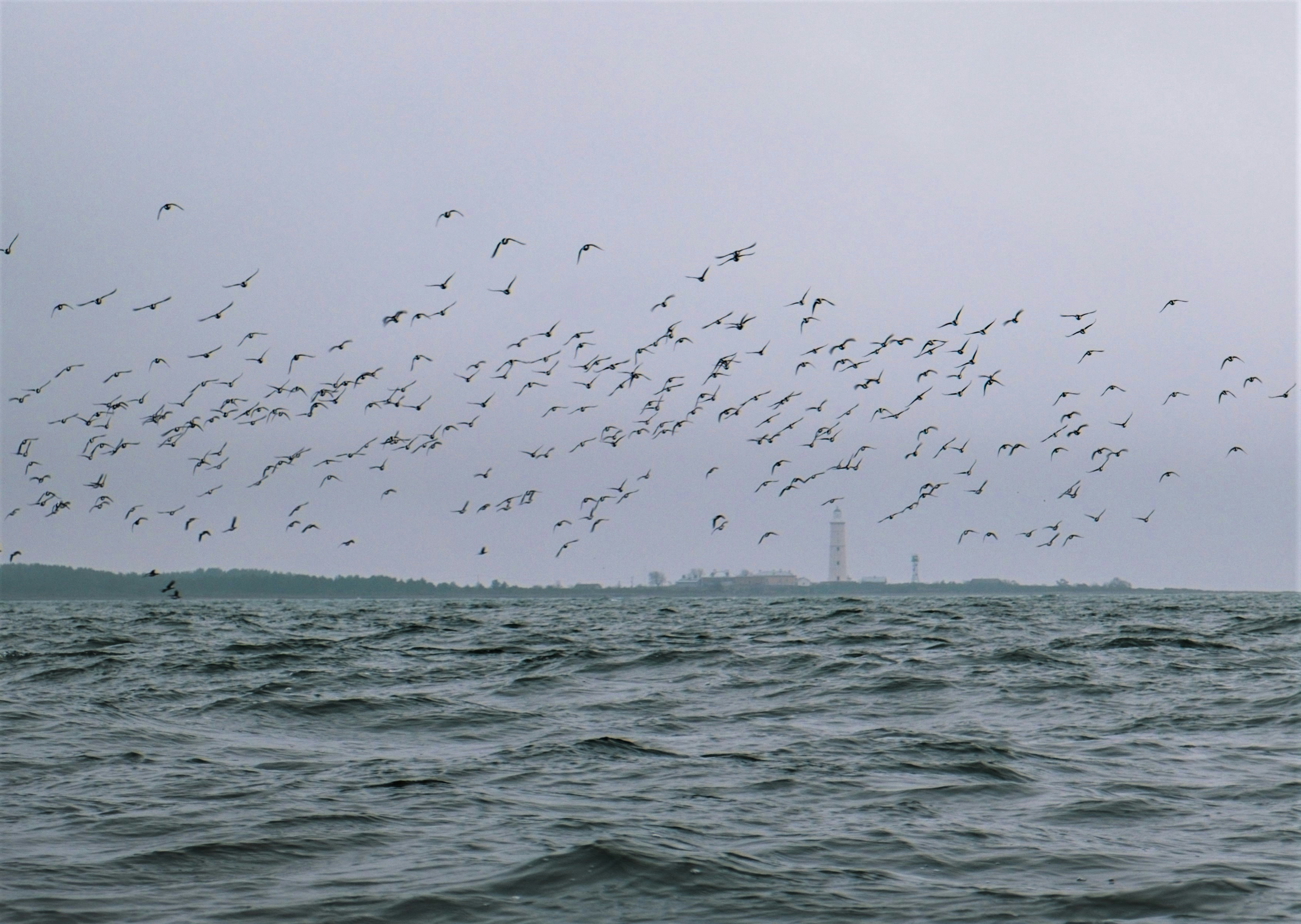 flock of birds flying over the sea during daytime