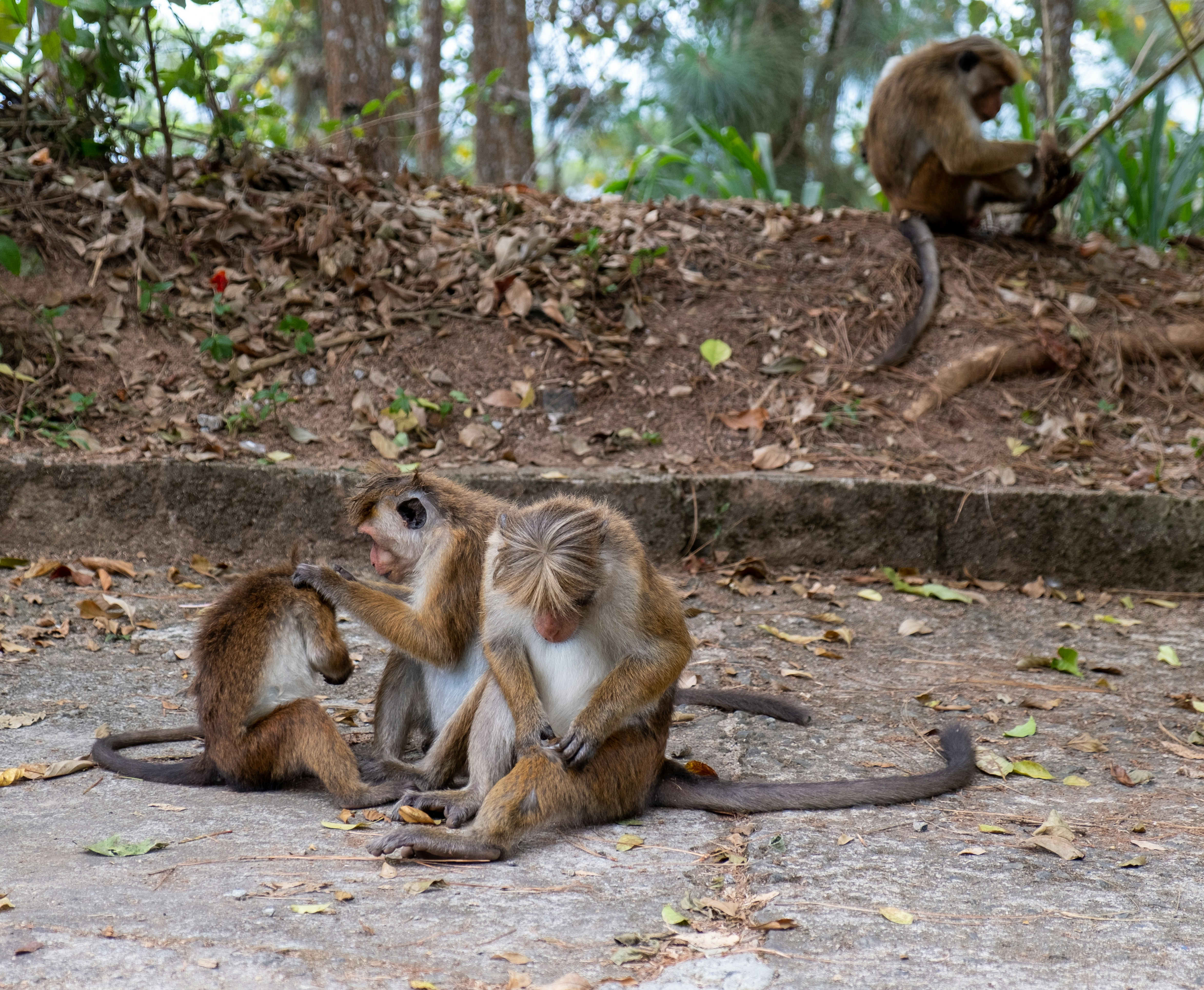 Grooming Pause among Long-tailed Macaques on a Leaf-Strewn Ground