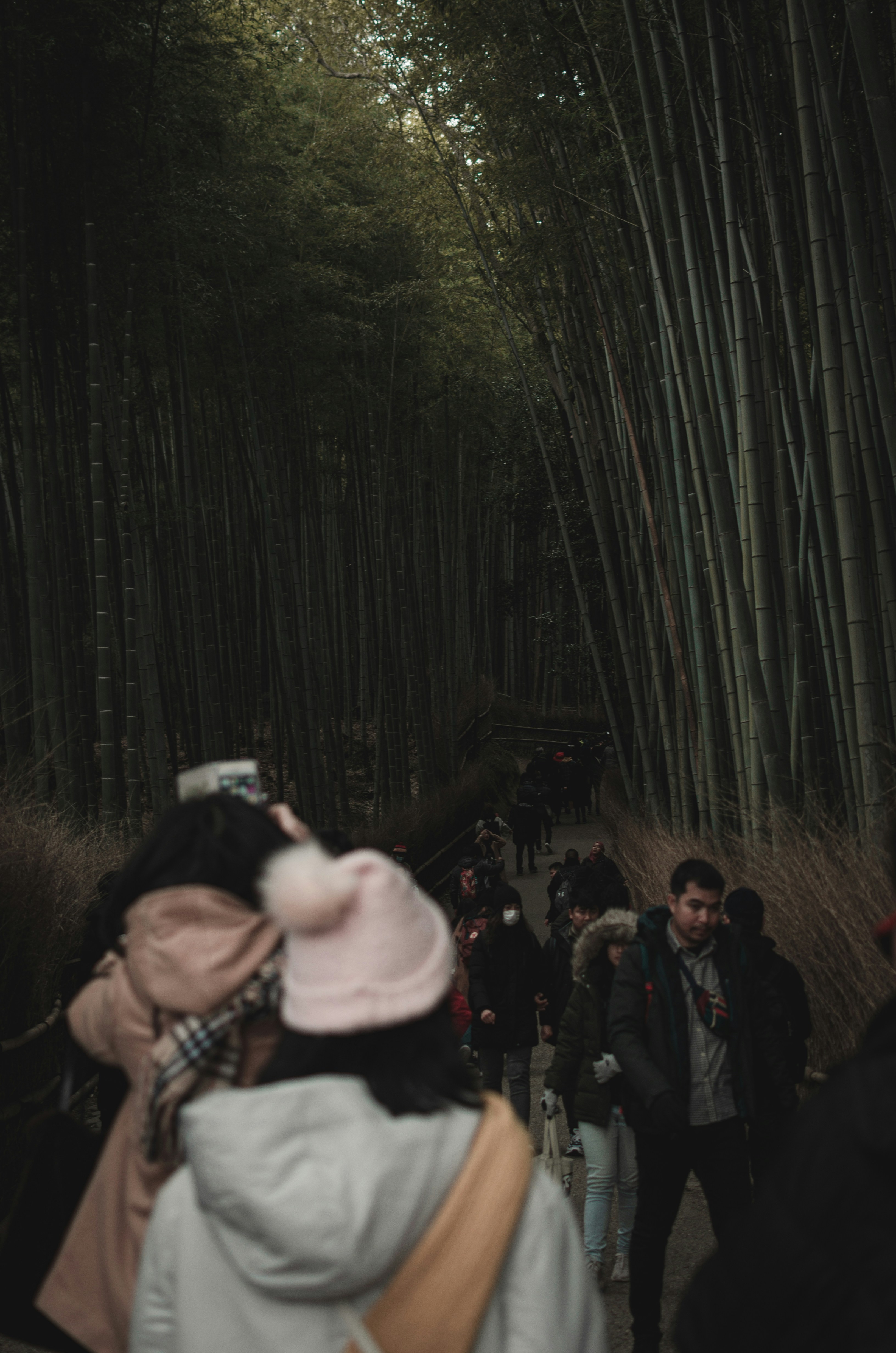 Arashiyama Bamboo Forest, February 2019