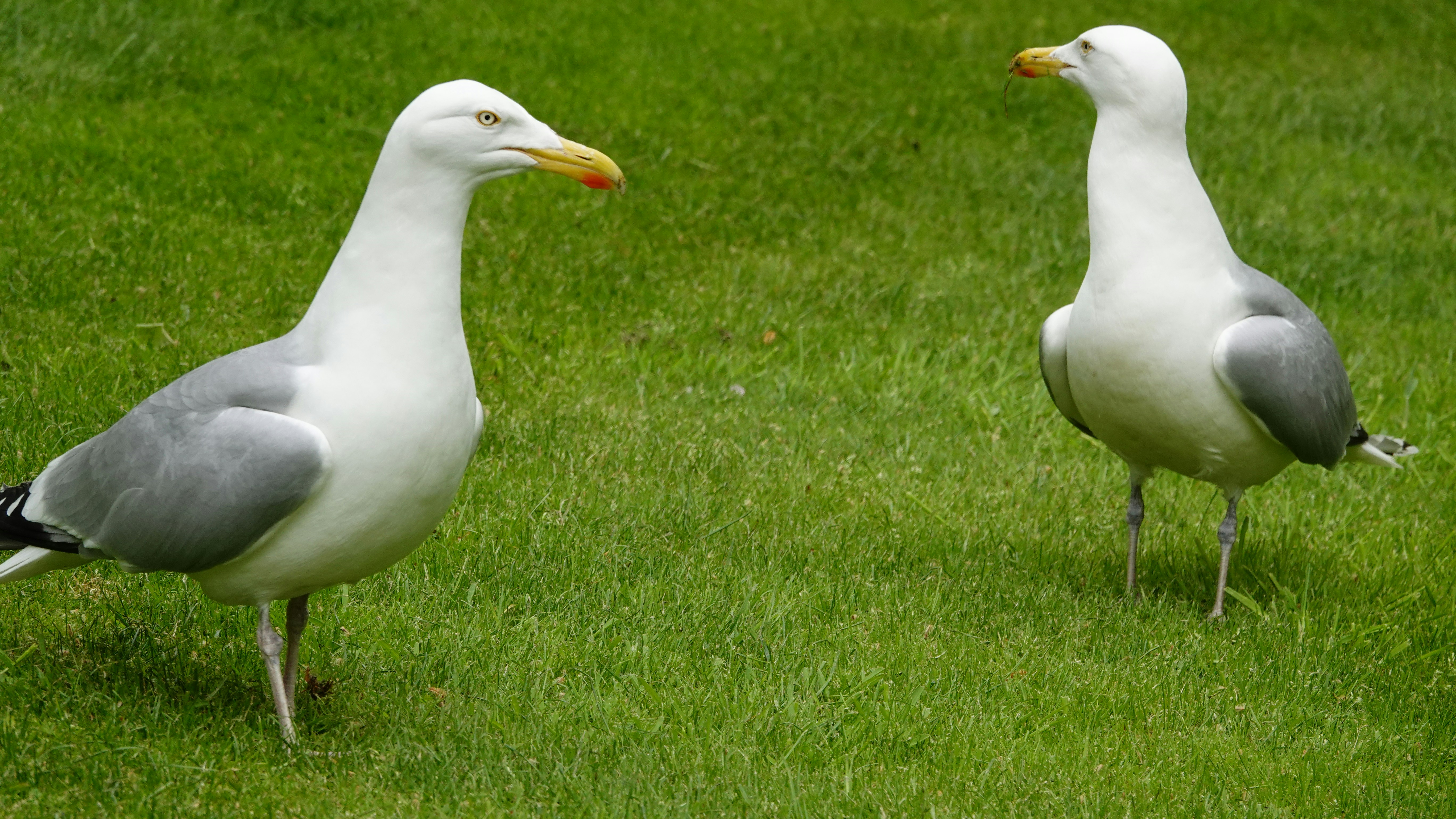 Quiet Encounter on the Green: Two Seagulls in Sunlit Grass
