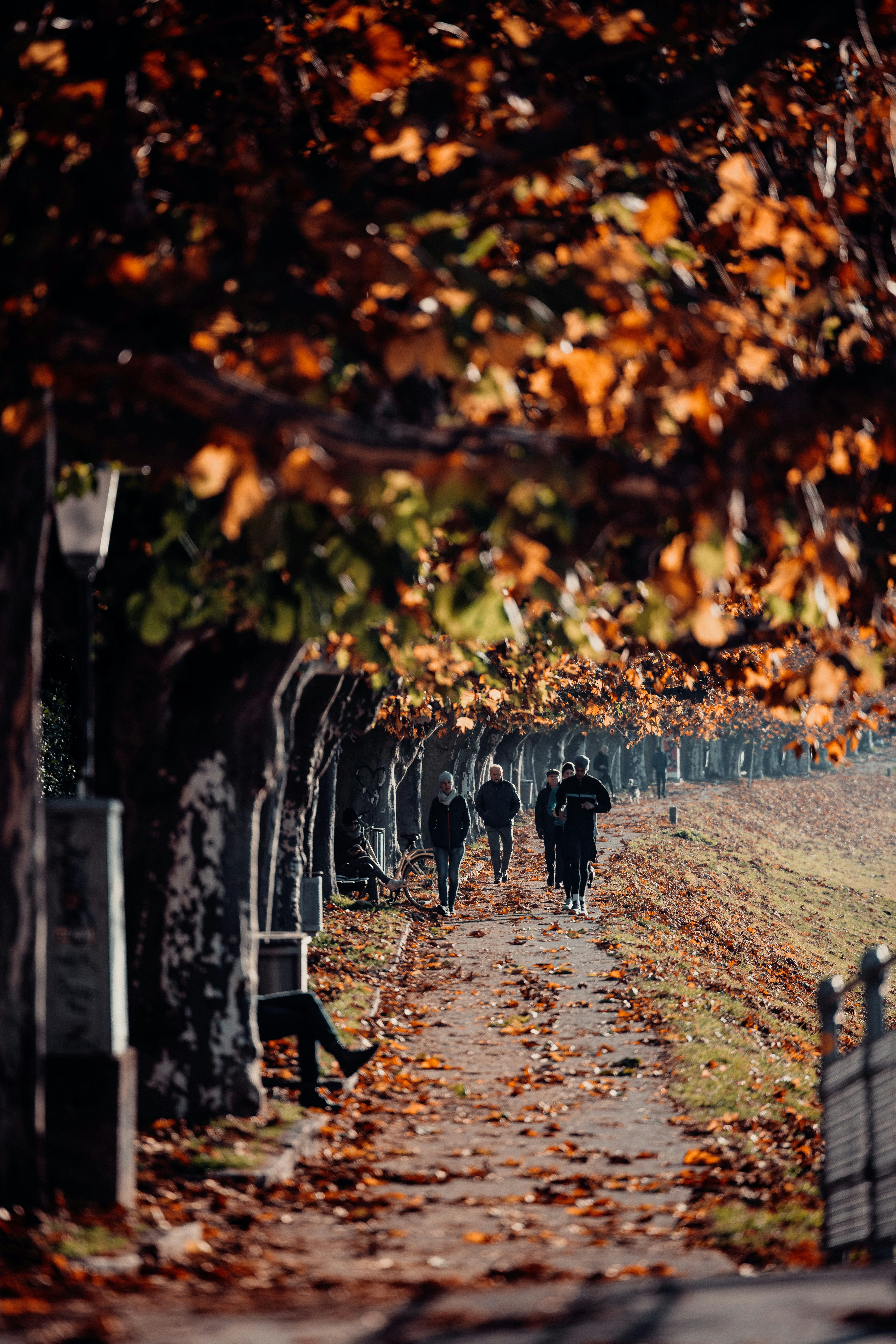 Autumn Passeggiata: A Quiet Row of Friends Beneath Orange Canopy
