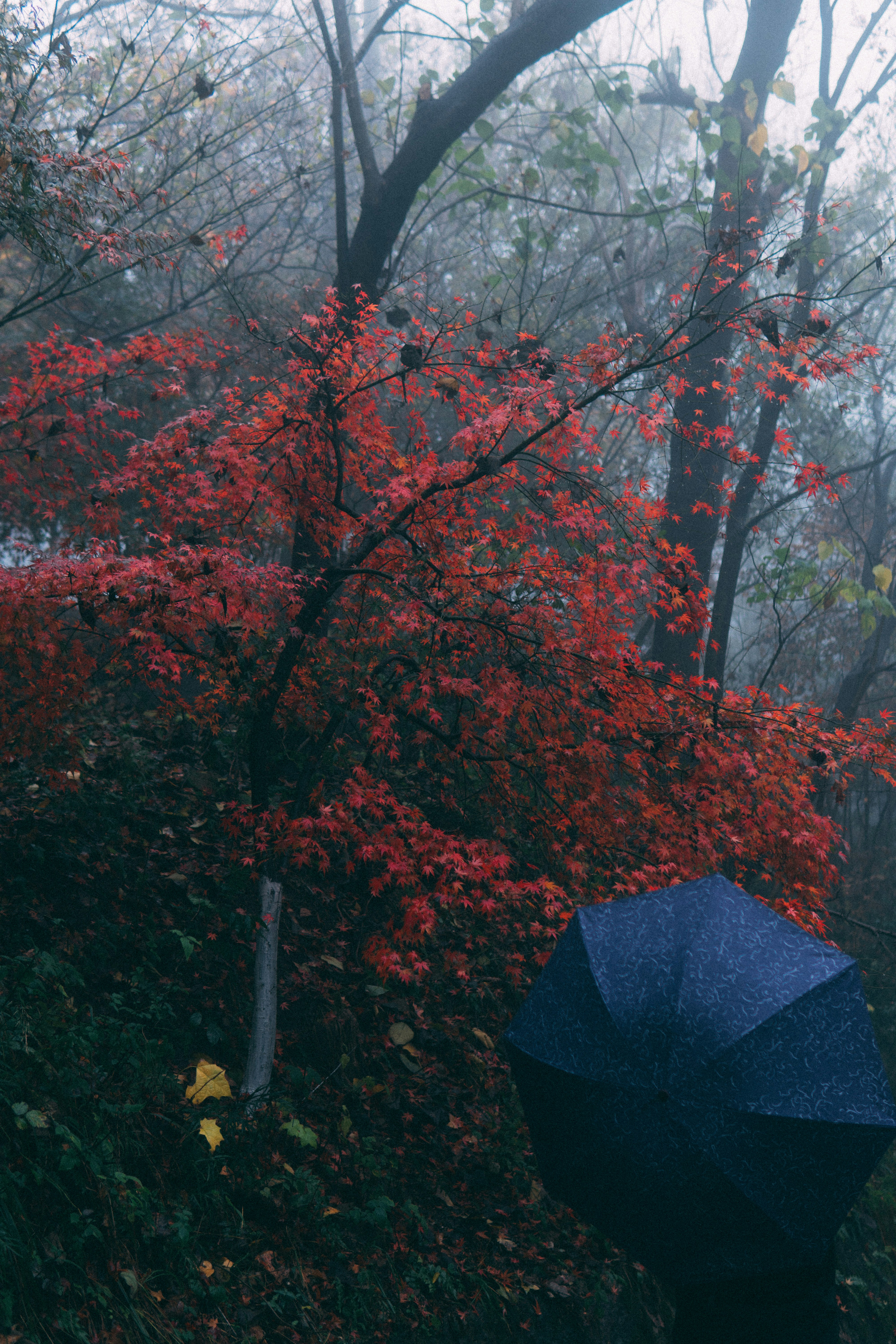 Vibrant red foliage contrasts with a dark umbrella in a foggy landscape, evoking a serene autumn atmosphere.