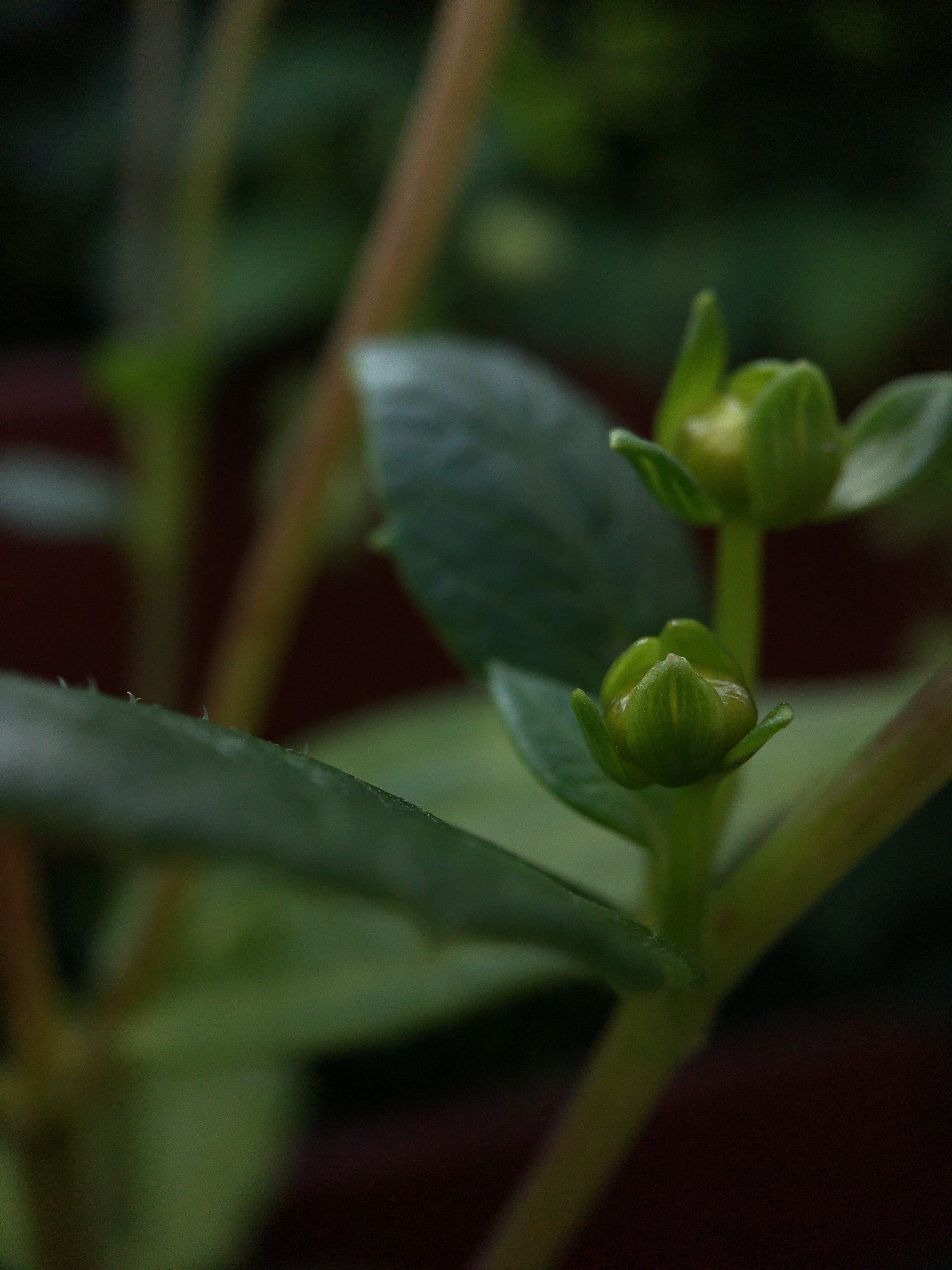 Emergence of Green Buds in a Quiet, Dim Glow