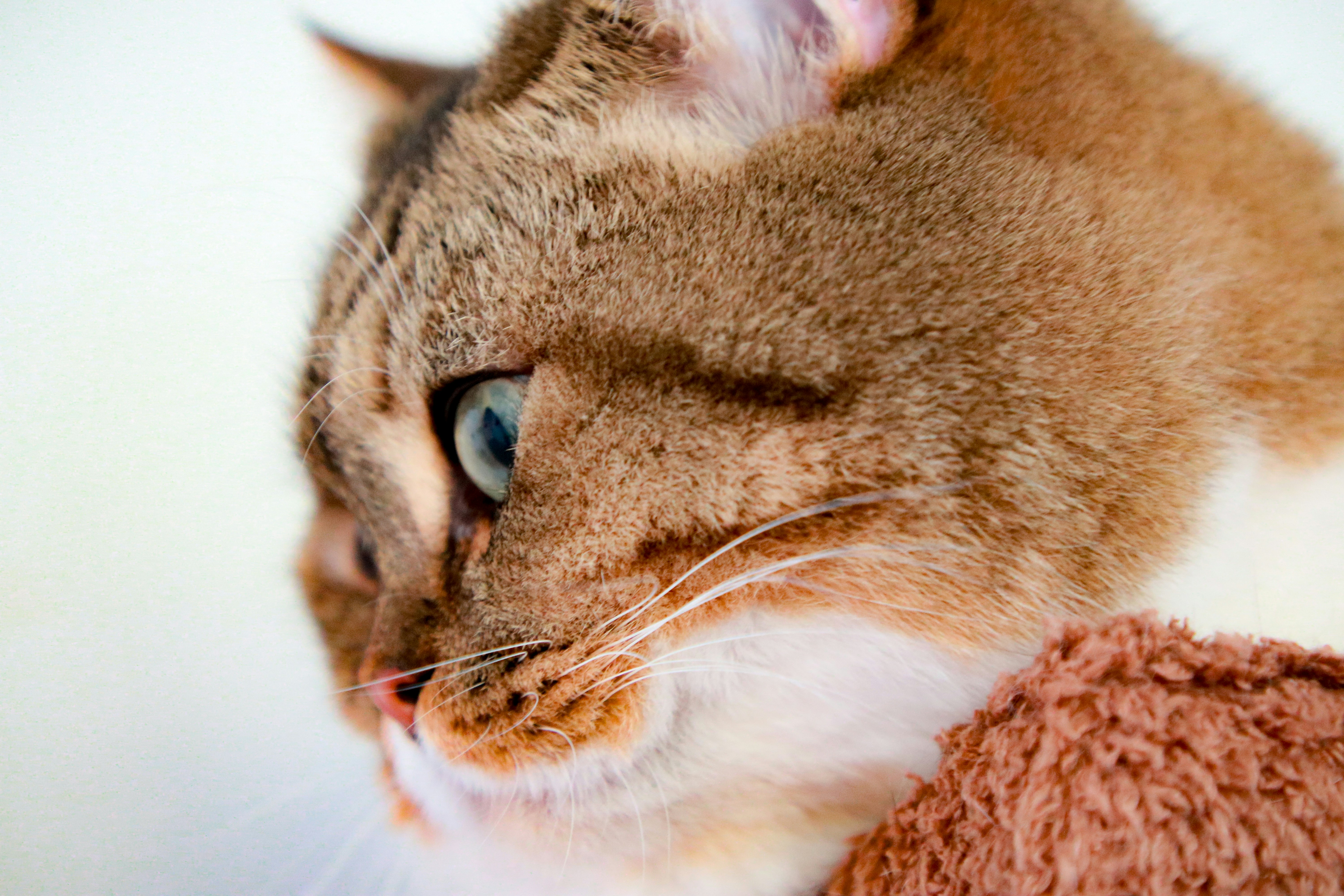 Azure Gaze: Close-Up of a Tabby Cat's Blue Eye